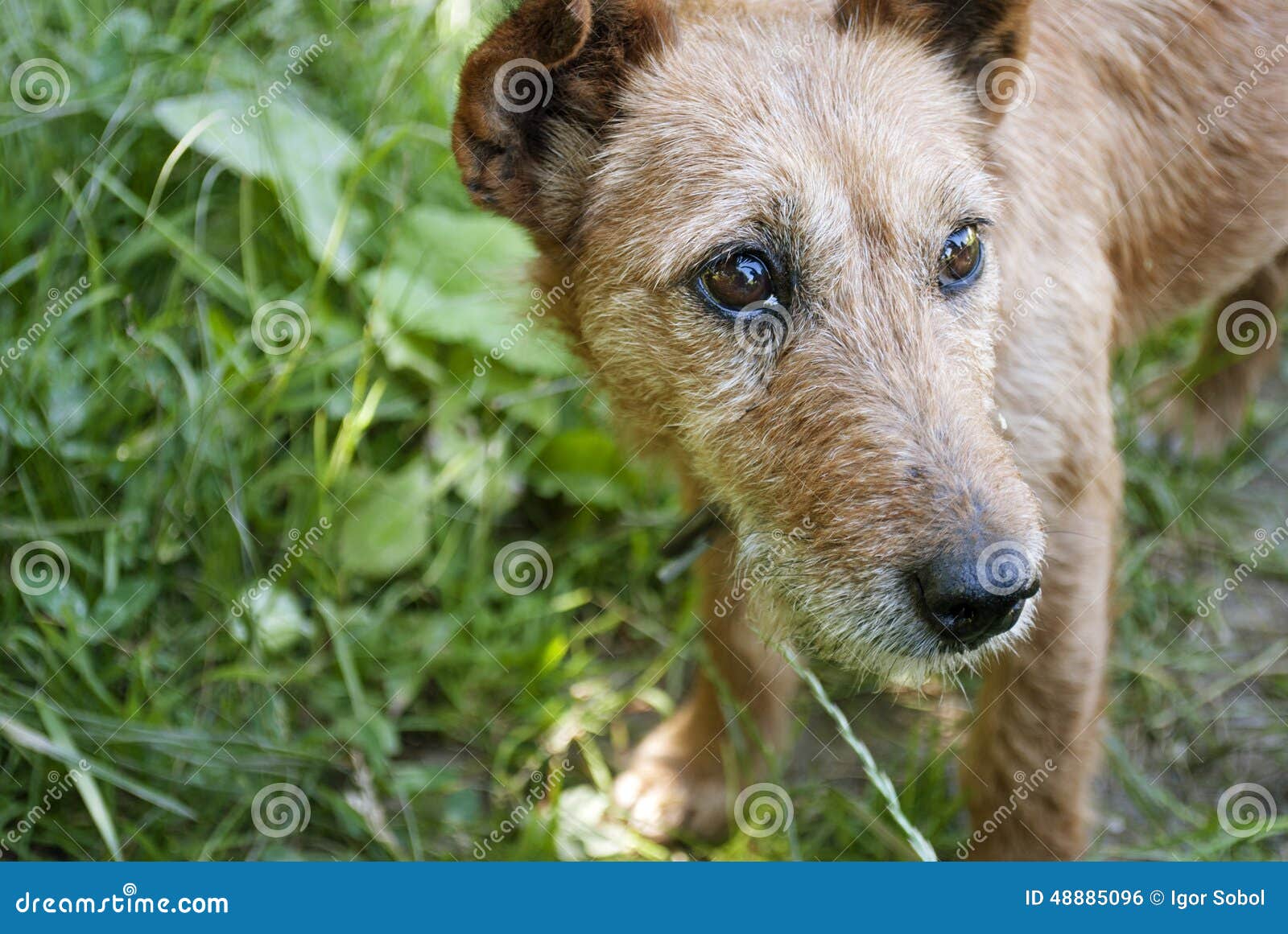 Sad dog stock photo. Image of head, face, sadness, looking - 48885096