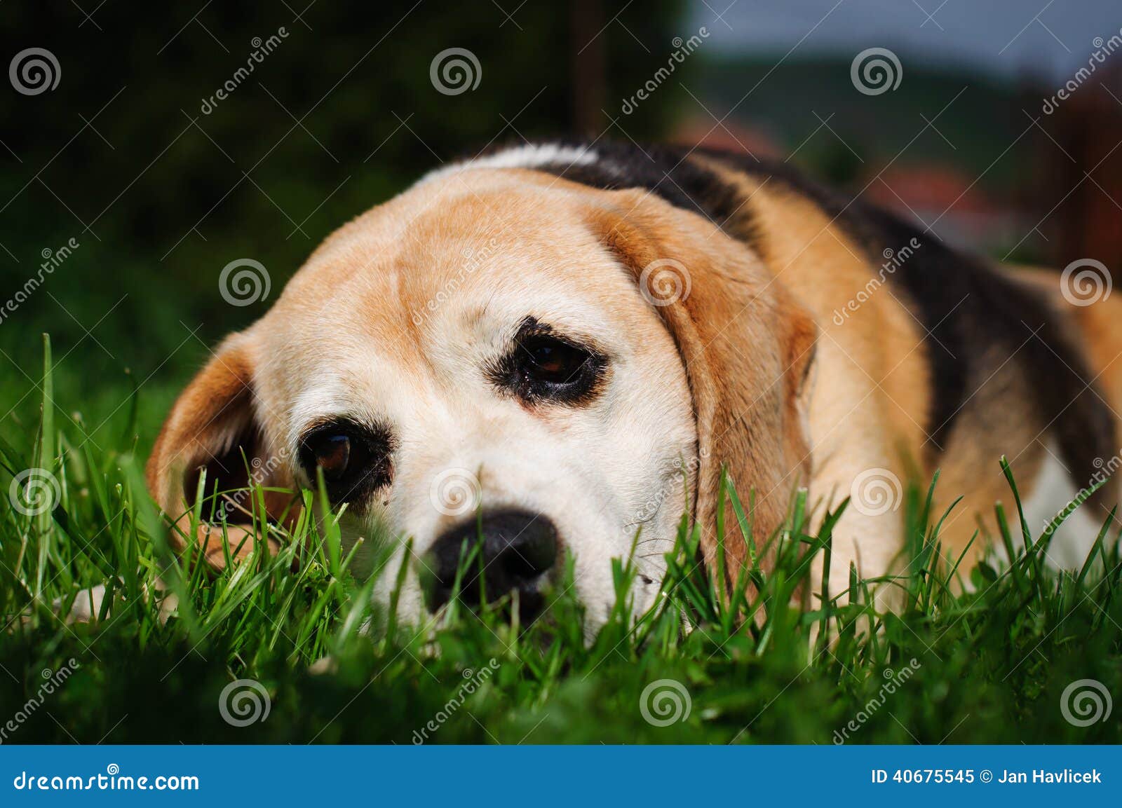 Sad dog stock image. Image of close, beagle, cute, brown - 40675545