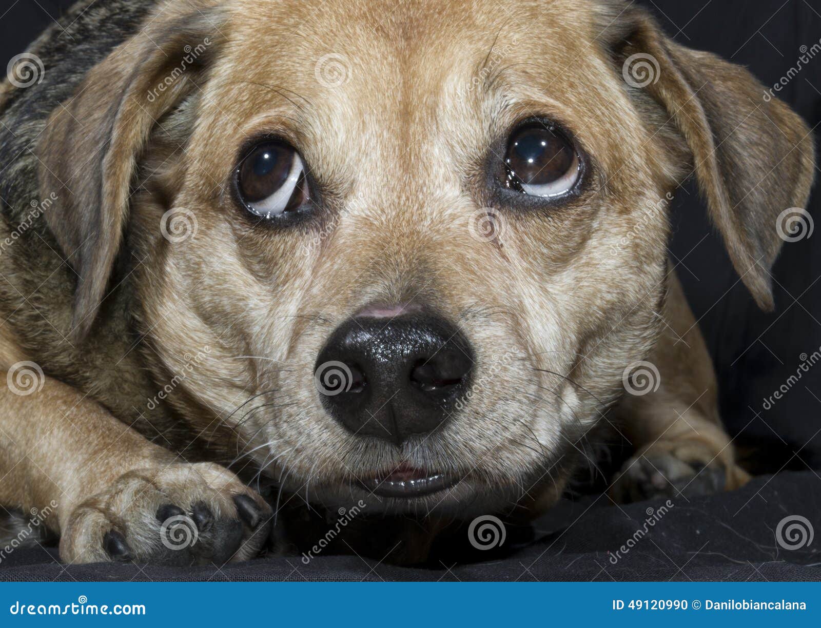 Sad dog stock photo. Image of mammal, little, boxer, breed - 49120990