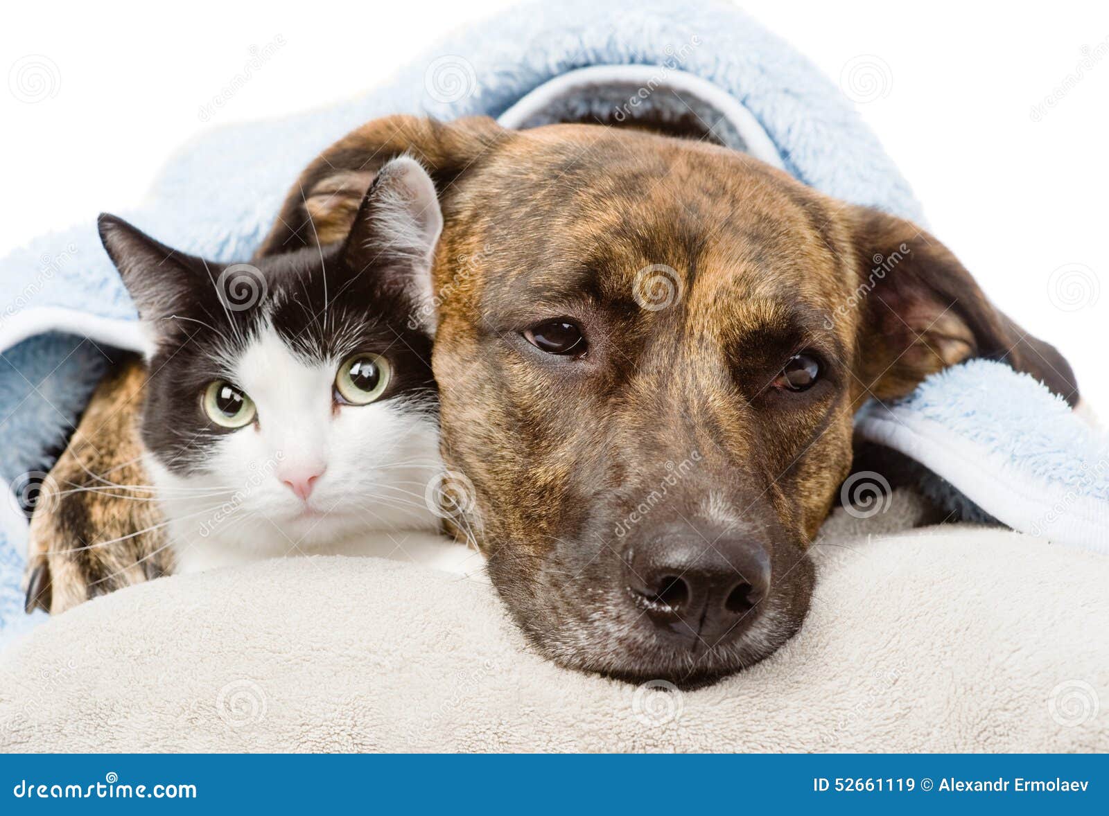 Sad Dog and Cat Lying on a Pillow Under a Blanket. Isolated on W Stock ...