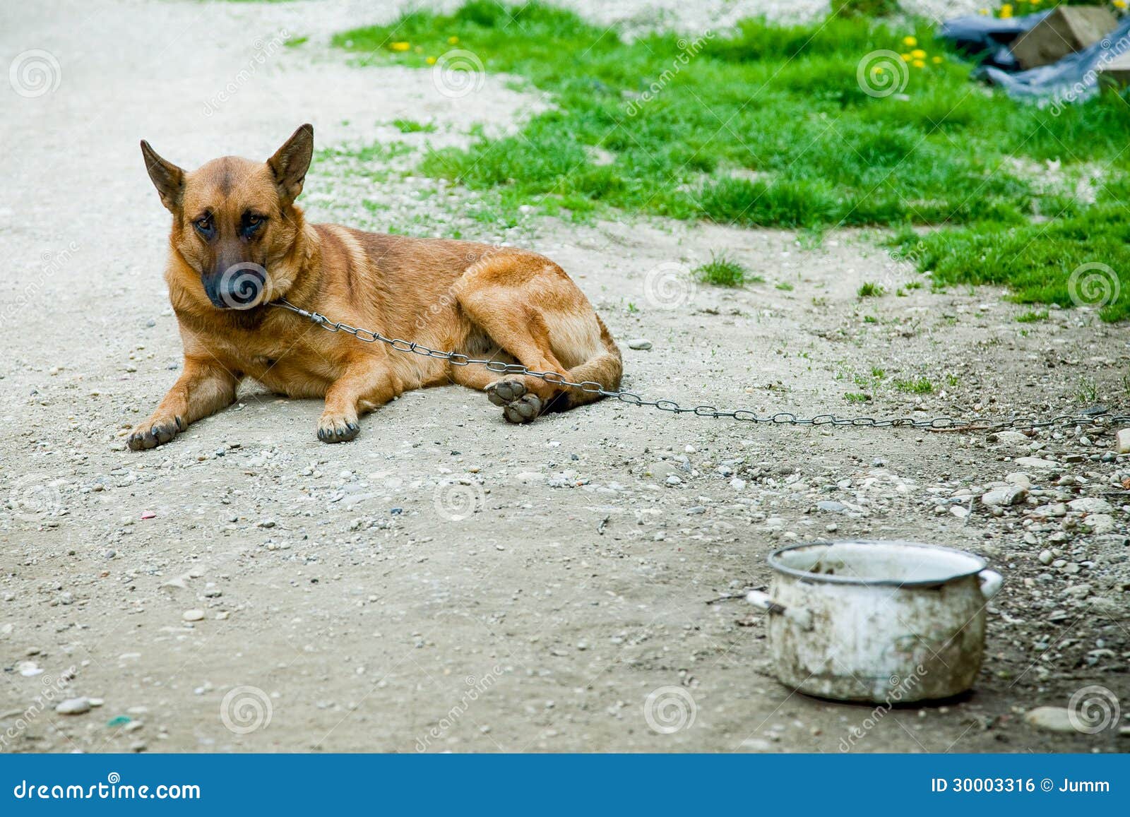Sad dog stock photo. Image of guard, captivity, chain - 30003316