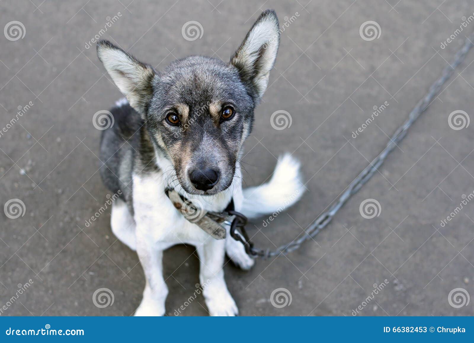 Sad dog on a chain stock image. Image of countryside - 66382453