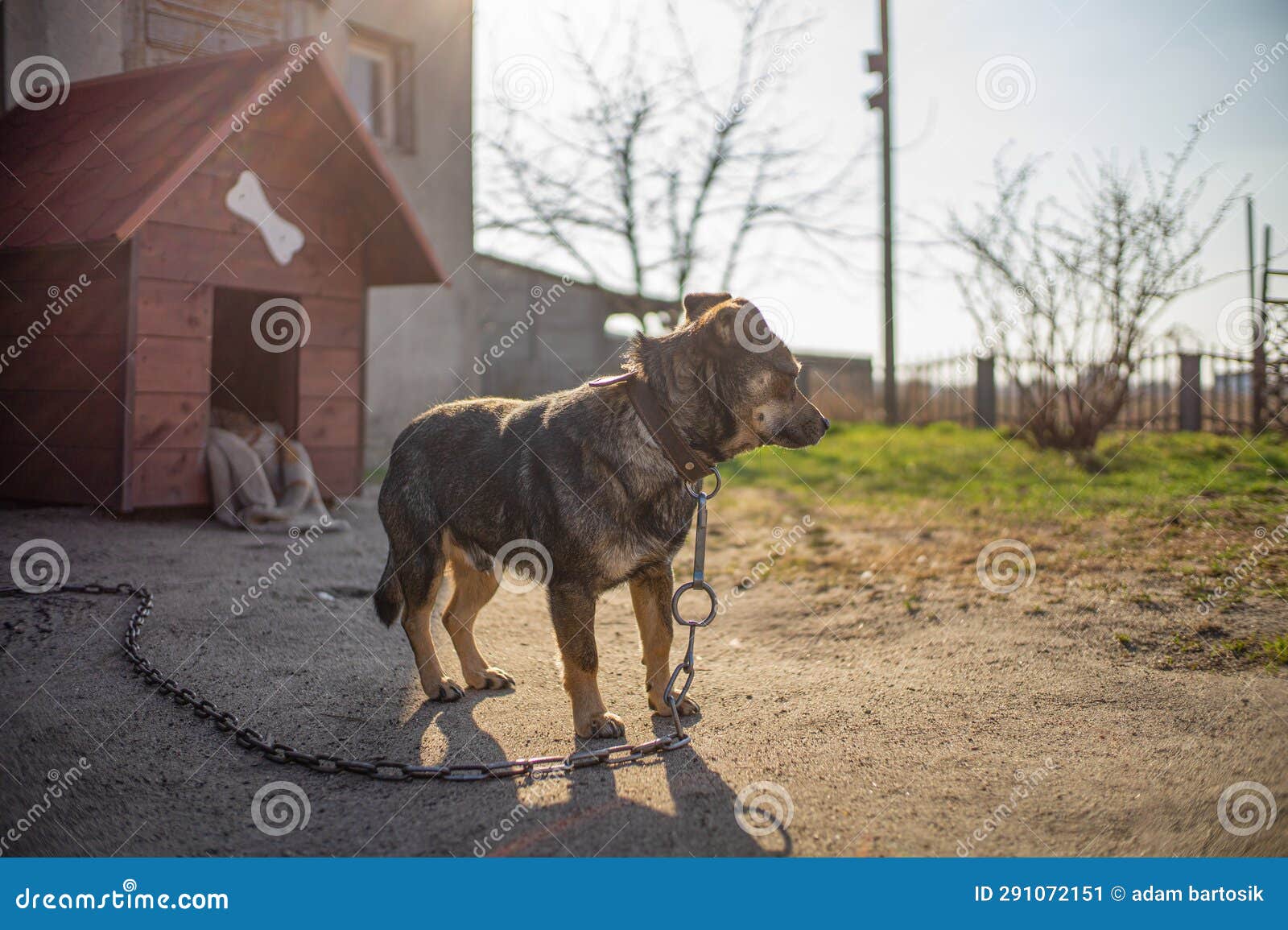 Sad Dog Chained in the Countryside Stock Image - Image of plant, animal ...