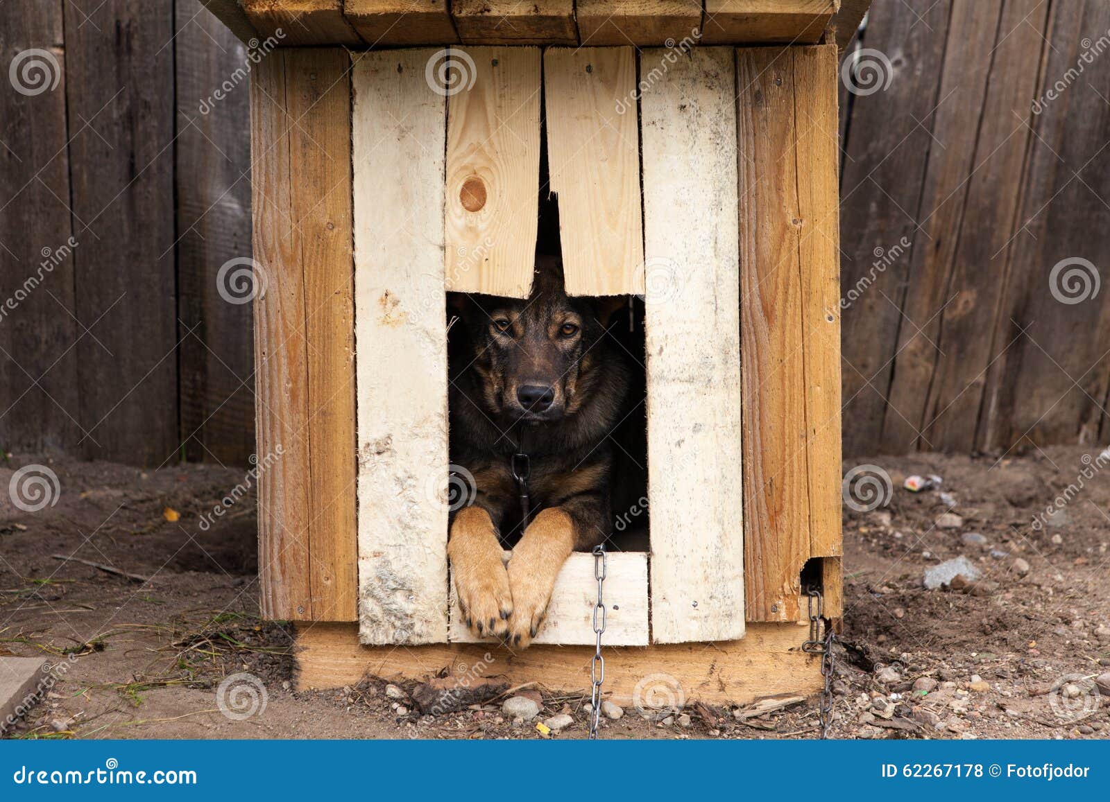 Sad dog stock photo. Image of dreary, brown, chained - 62267178