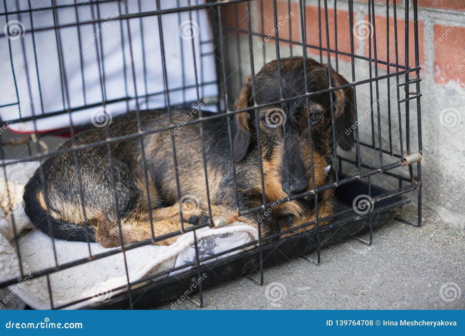 Sad Dog Dachshund Sits in an Iron Cage Stock Photo - Image of homeless ...