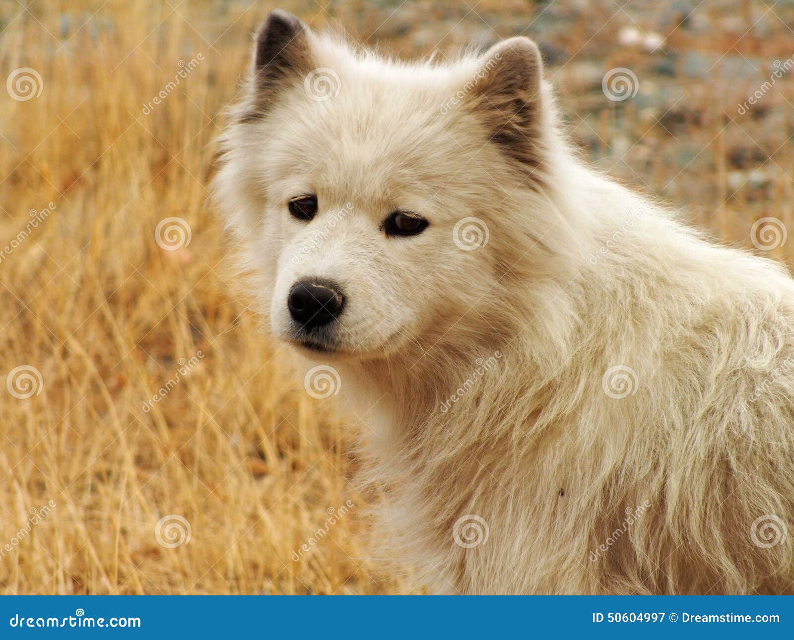 Sad dog stock image. Image of lonely, animal, tired, alone - 50604997