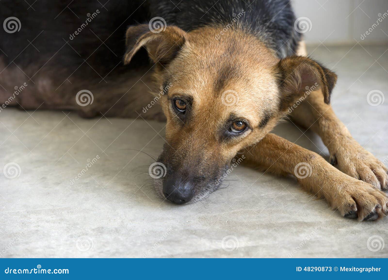 Sad Dog Eyes stock image. Image of depression, animals - 48290873
