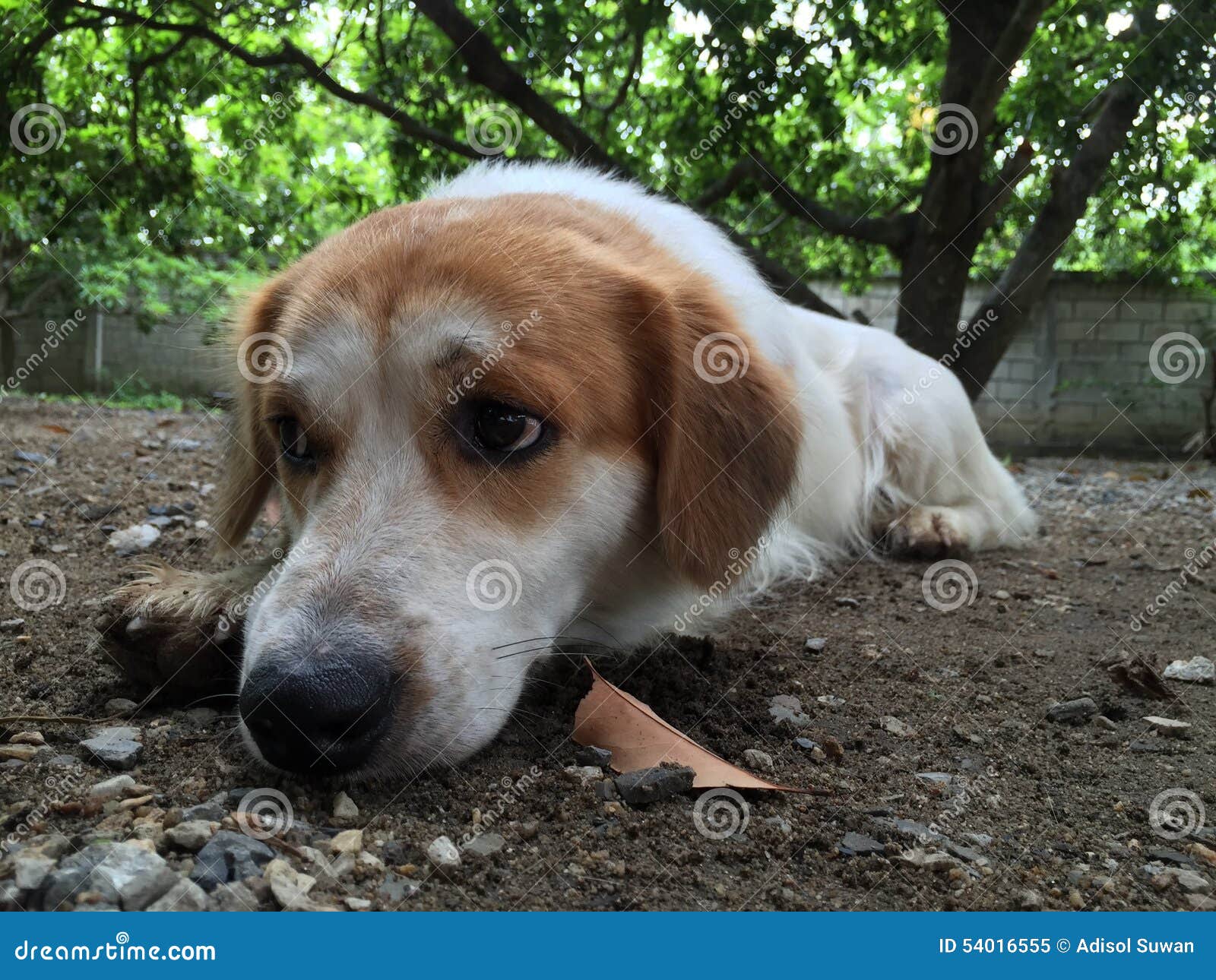 Sad dog stock image. Image of stop, behavior, sleepy - 54016555