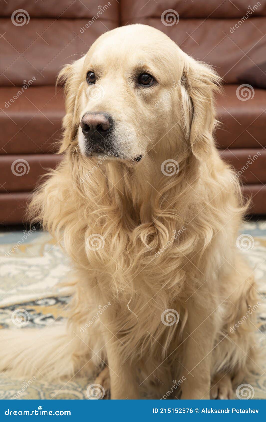 Sad Dog at Home.Golden Retriever at Home Stock Photo - Image of sadness ...