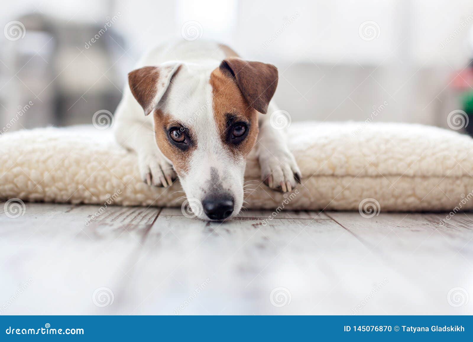 Sad dog at home stock photo. Image of indoor, hound - 145076870