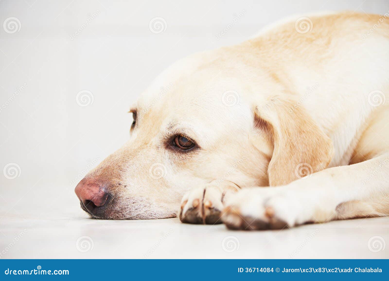 Sad dog stock photo. Image of lazy, loyal, alone, labrador - 36714084