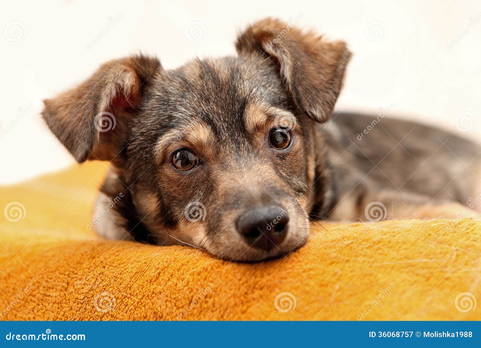 Sad Dog Lies on Orange Blankets Stock Image - Image of obedient ...