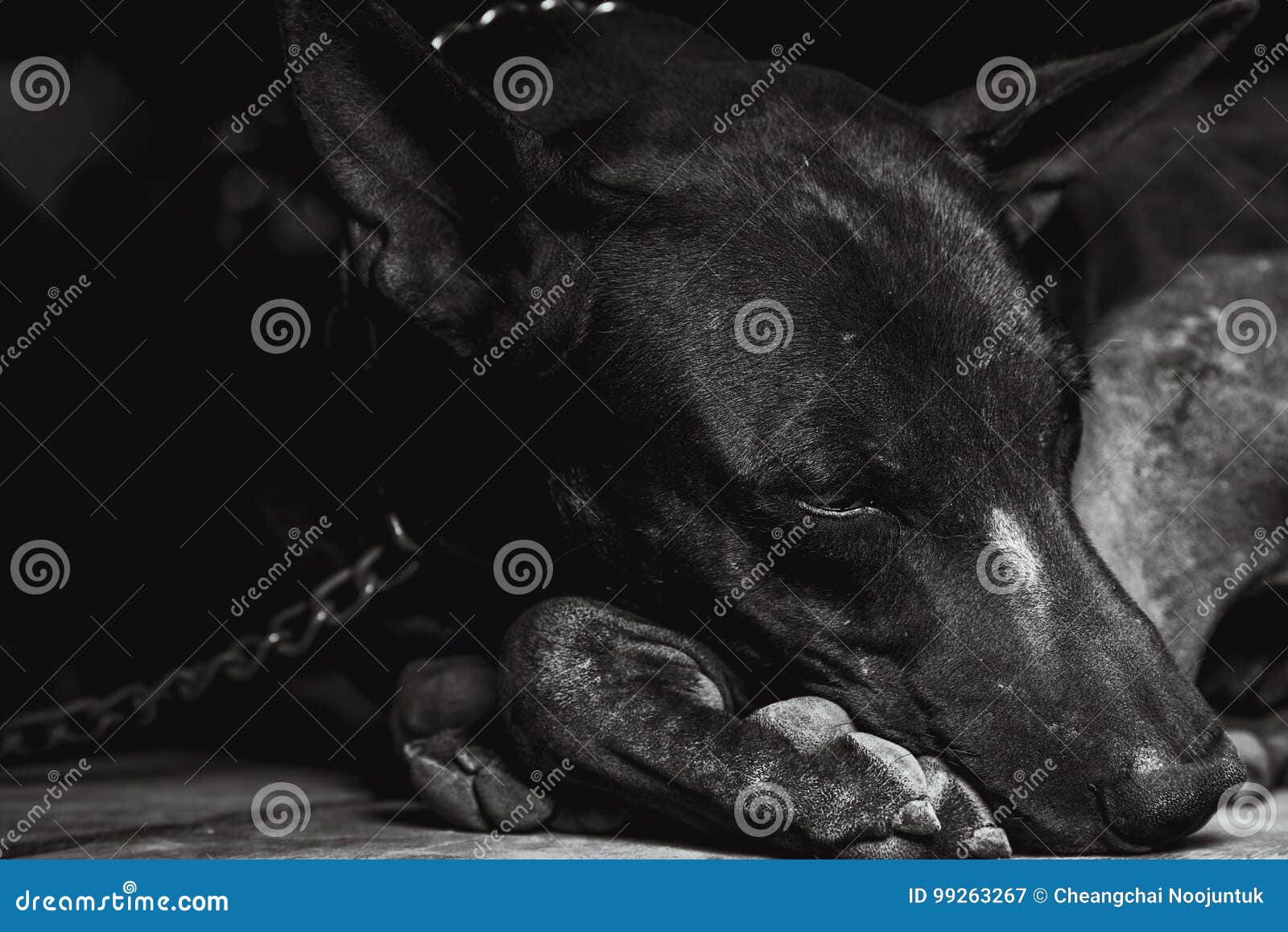 Dog is locked. stock image. Image of animal, domestic - 99263267