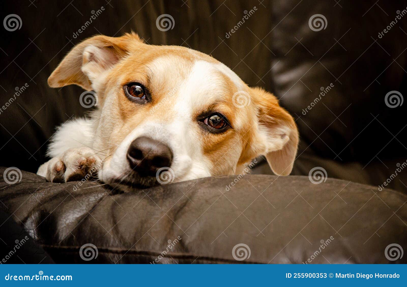 Sad dog stock image. Image of camera, animal, looking - 255900353