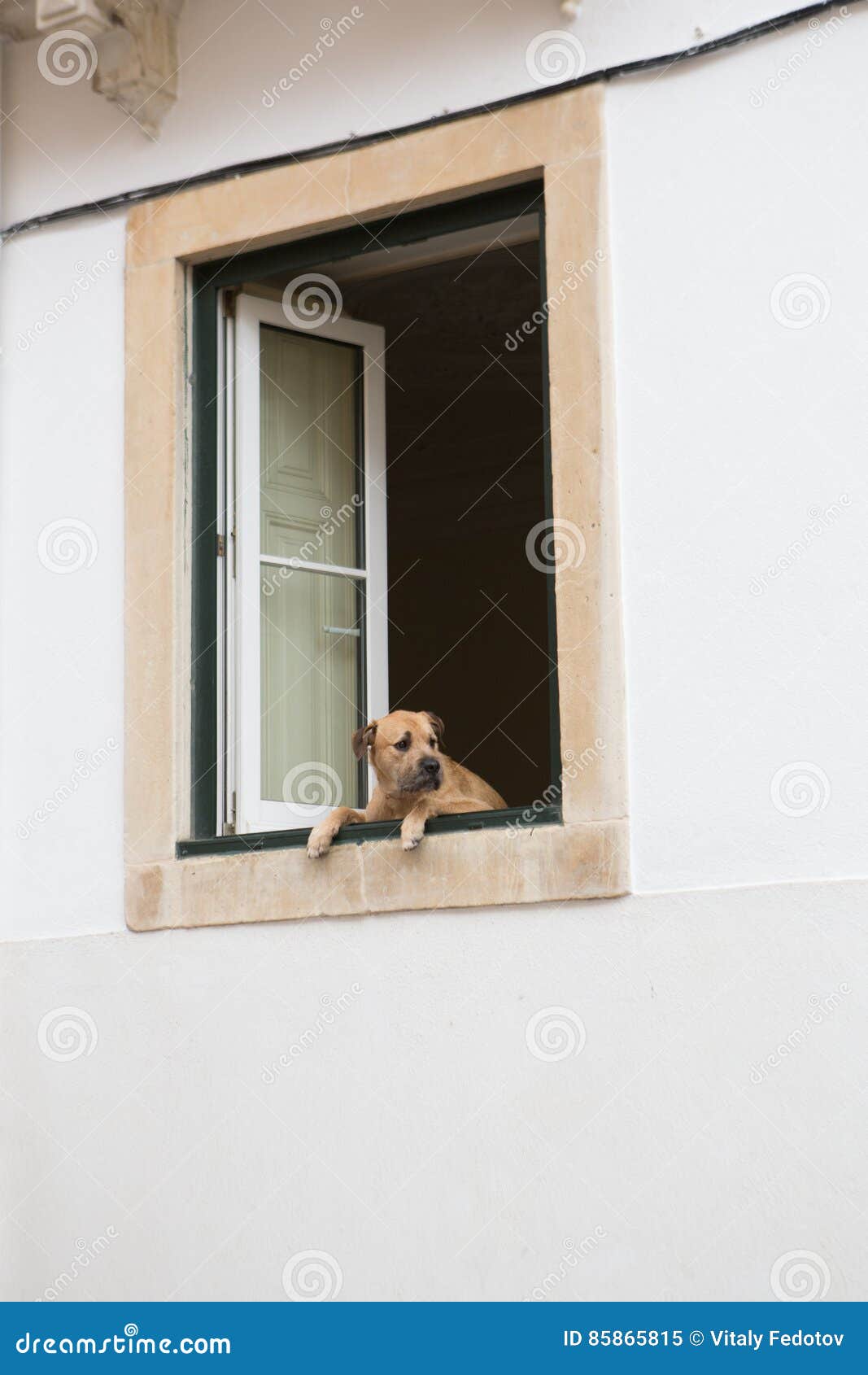 Sad Dog Looking Out of the Window Stock Image - Image of indoors, brown ...