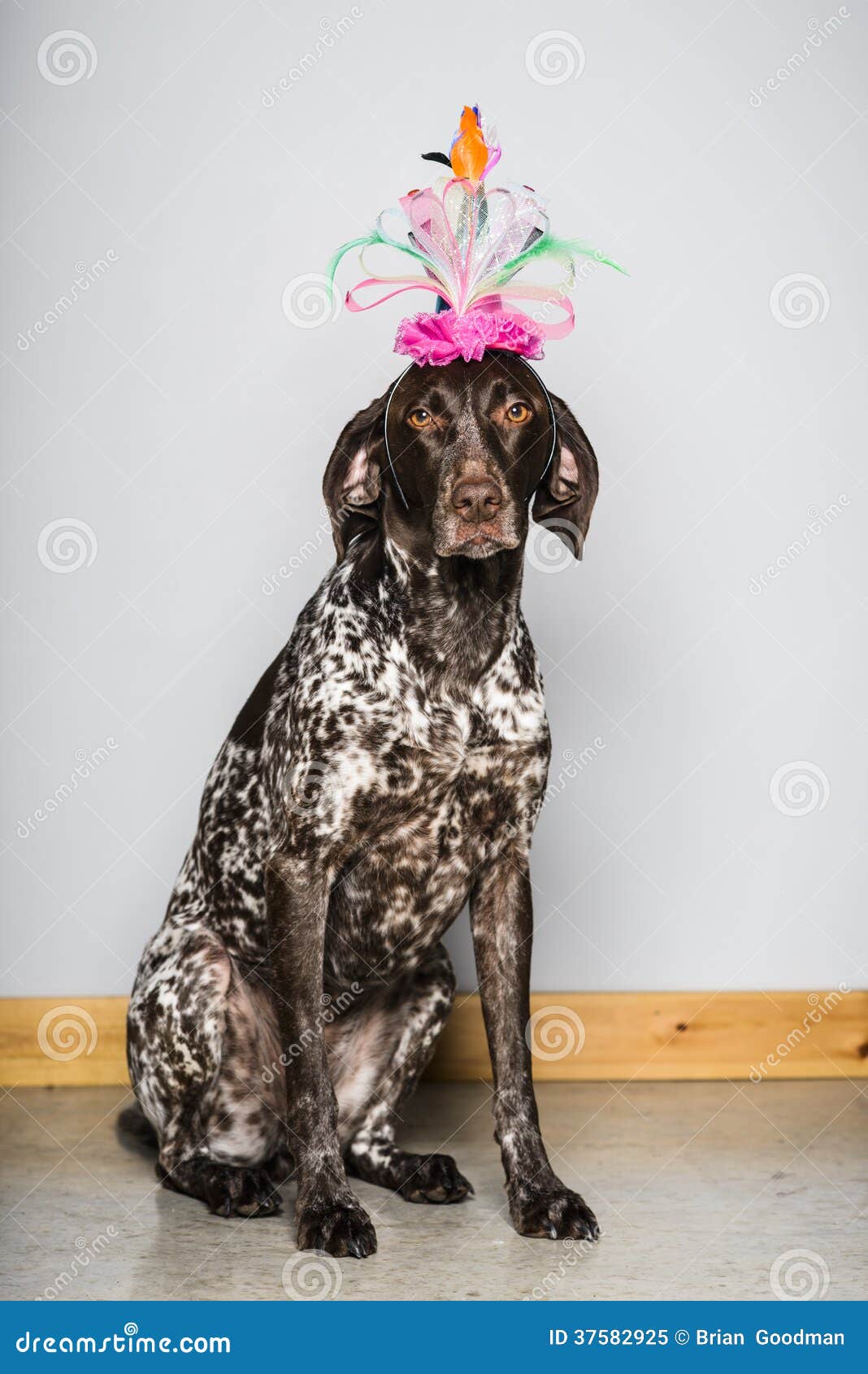 Sad dog stock image. Image of pets, mammal, humor, pointer - 37582925
