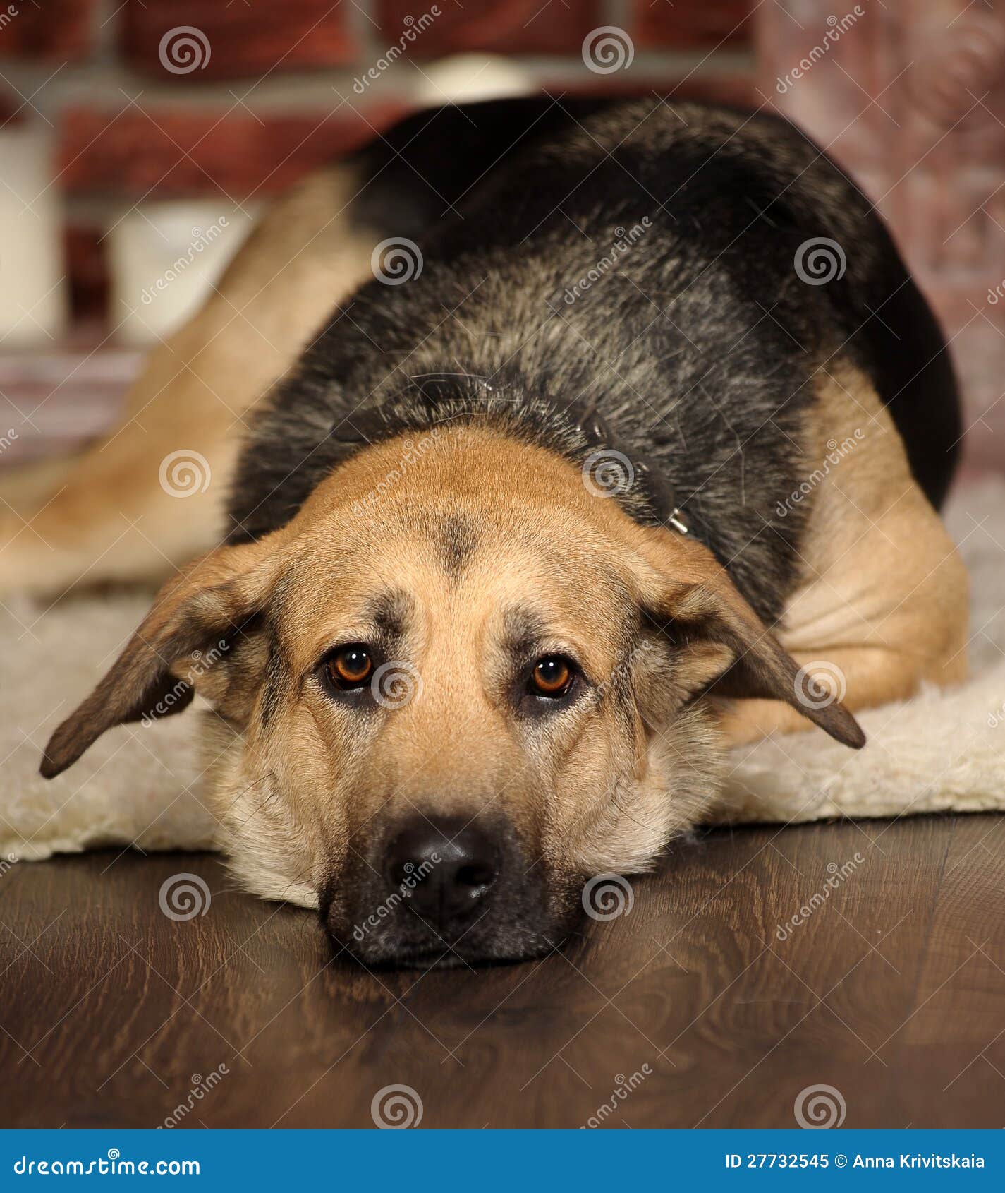 Sad dog lying stock image. Image of friend, breeds, ginger - 27732545