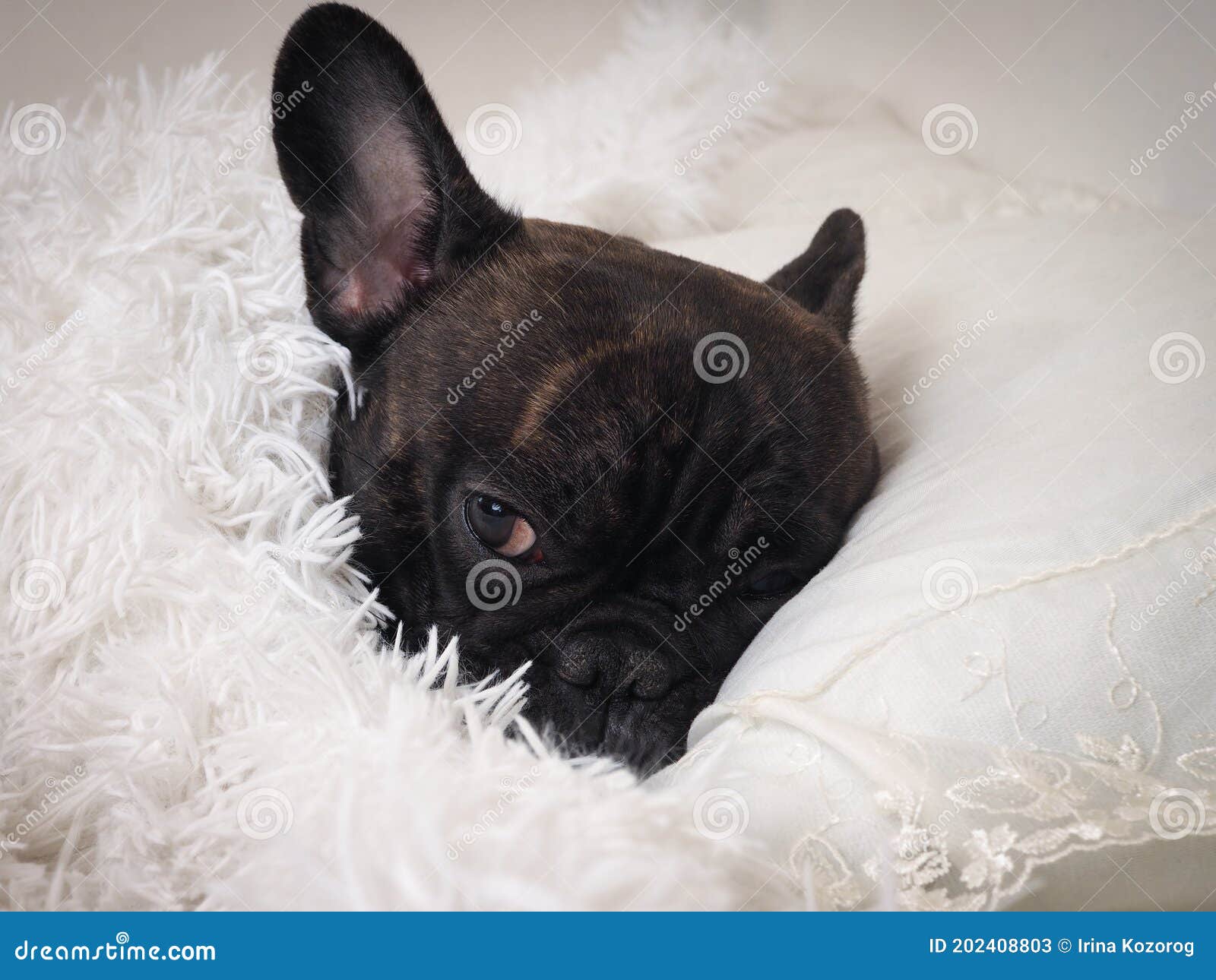 Sad Dog Lying on the Bed Under a Fluffy White Blanket Stock Image ...