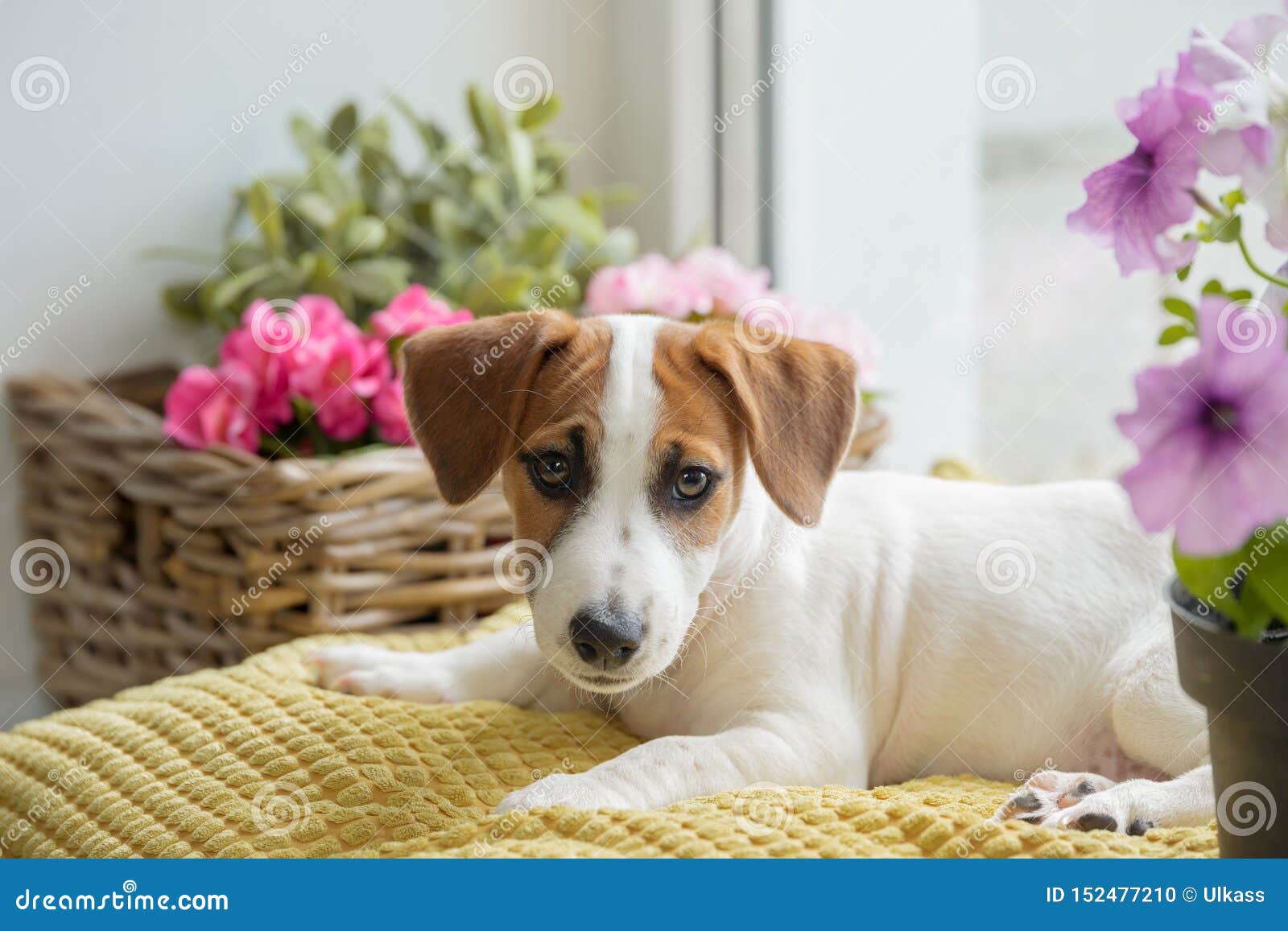 Sad Dog is Lying on the Window Stock Photo - Image of blanket, russell ...