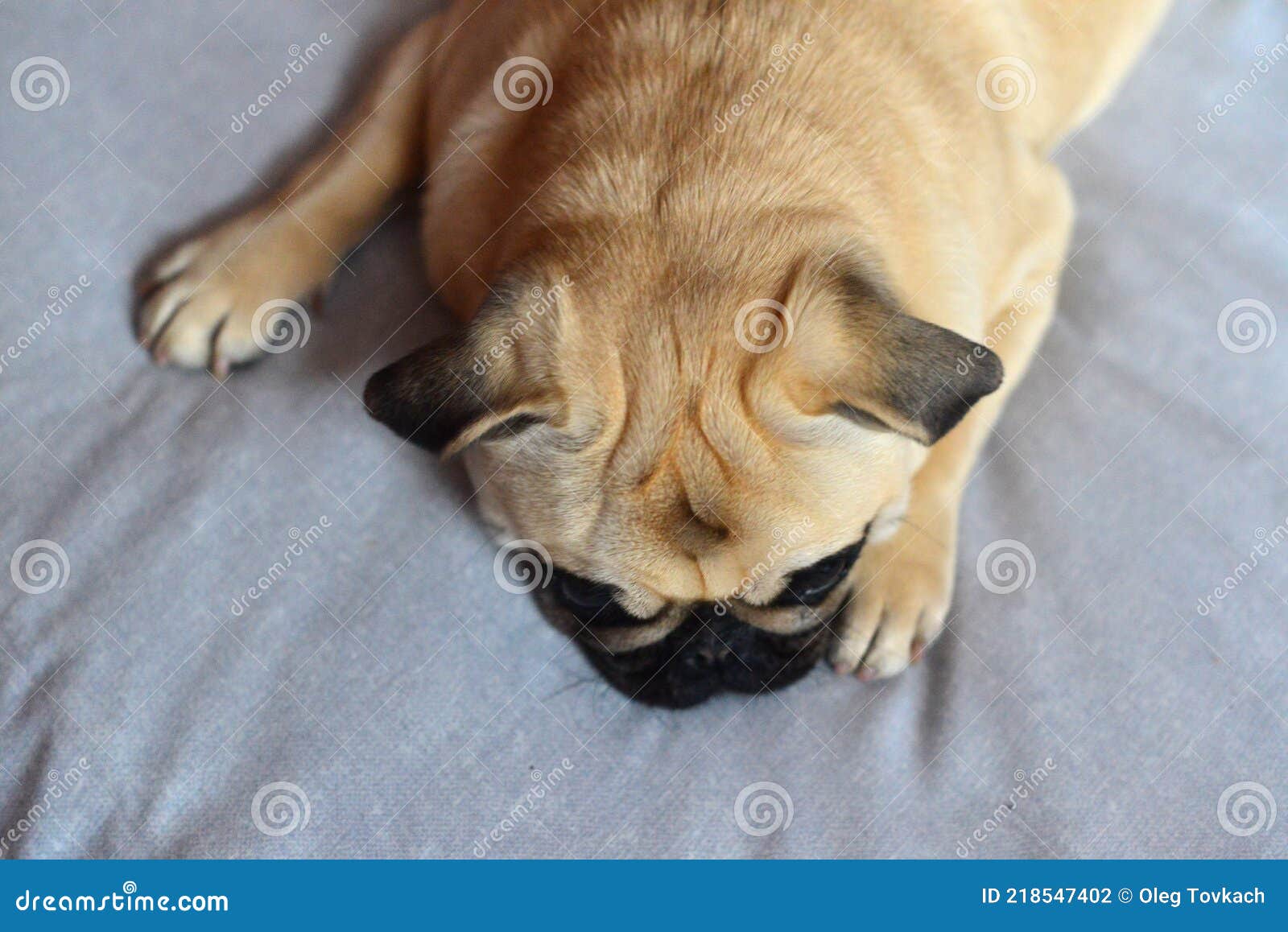 Sad Dog Mops is Lying on Sofa Stock Photo - Image of gold, alone: 218547402