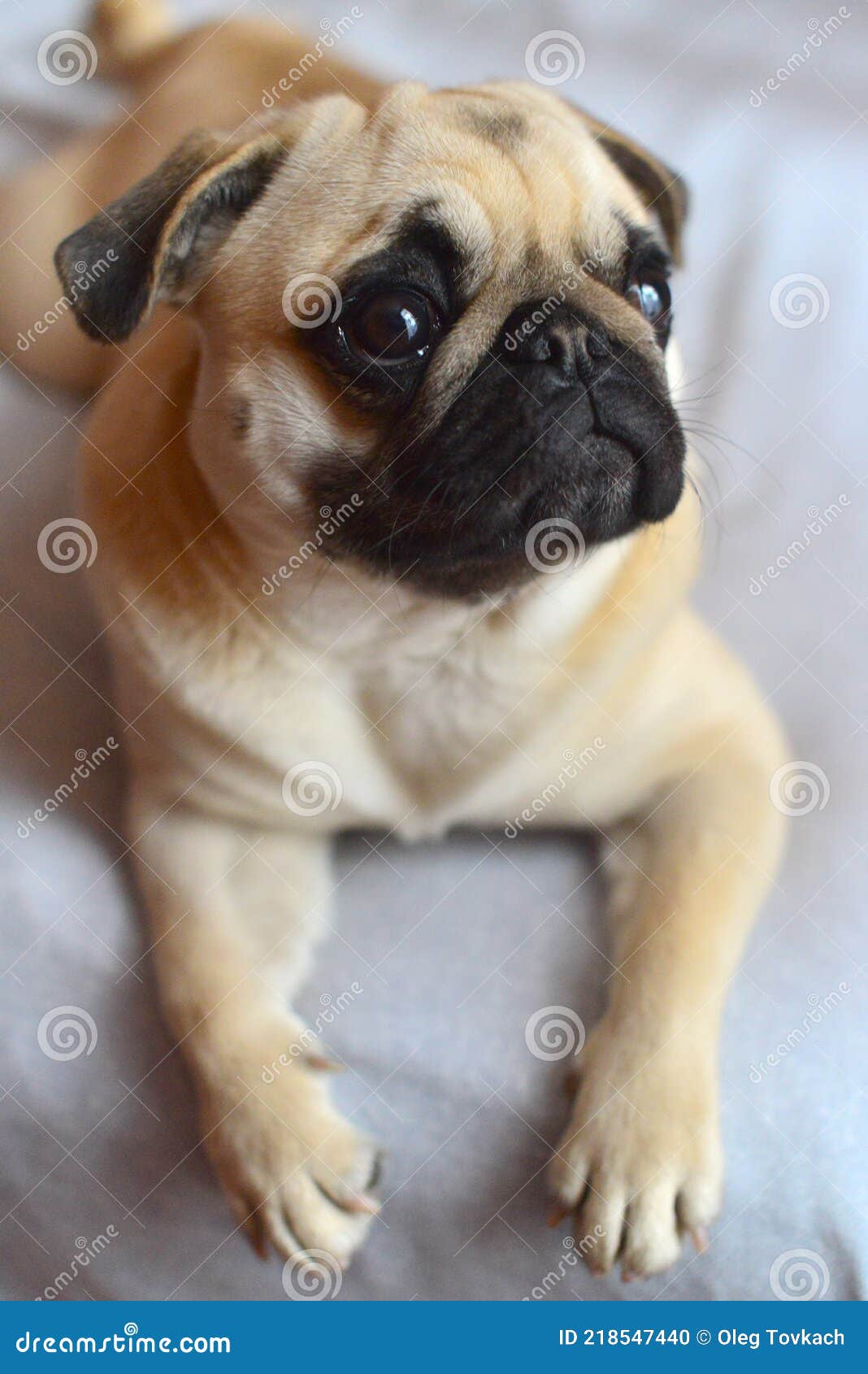 Sad Dog Mops is Lying on Sofa Stock Photo - Image of expression, front ...
