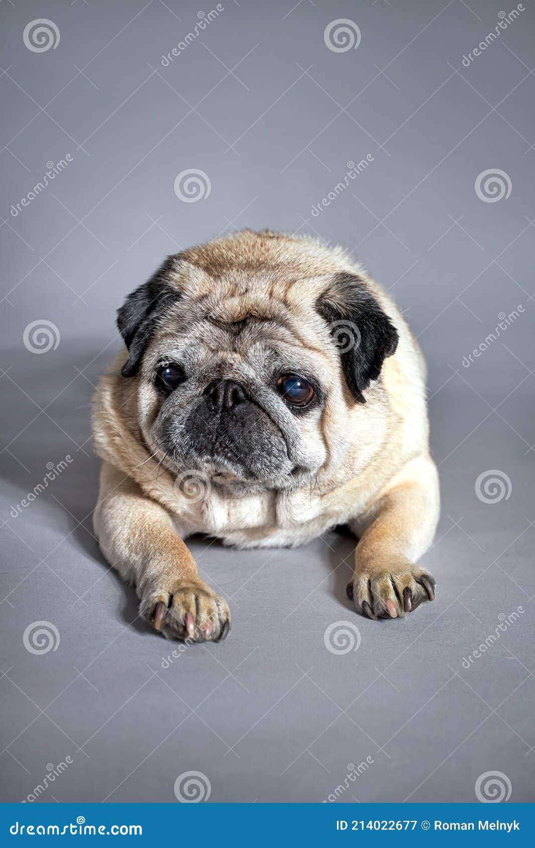 Sad Dog Mops Pug Lying on the Floor Stock Image - Image of carnivore ...