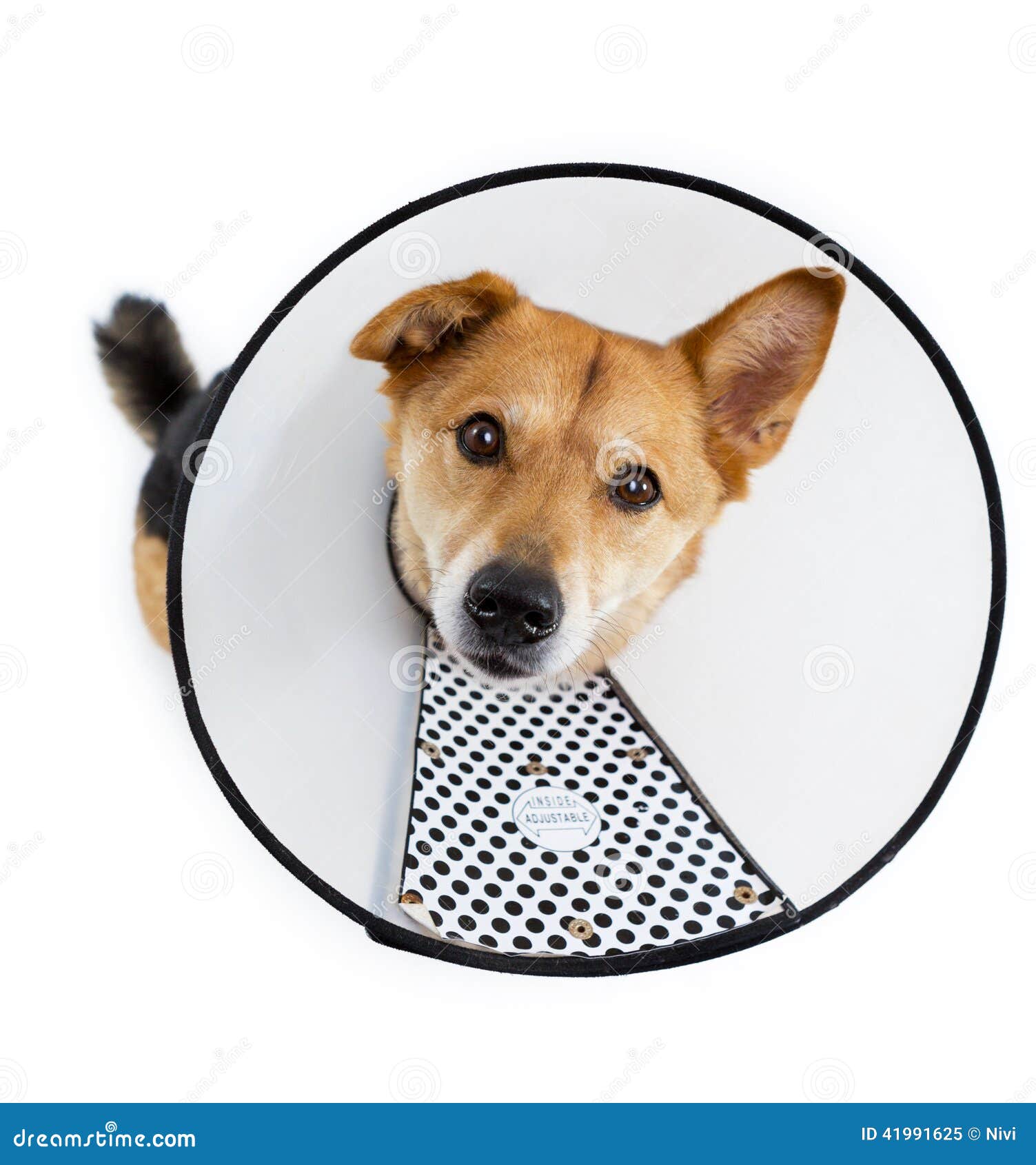 Sad Dog with Protective Hood Stock Image - Image of white, surgery ...