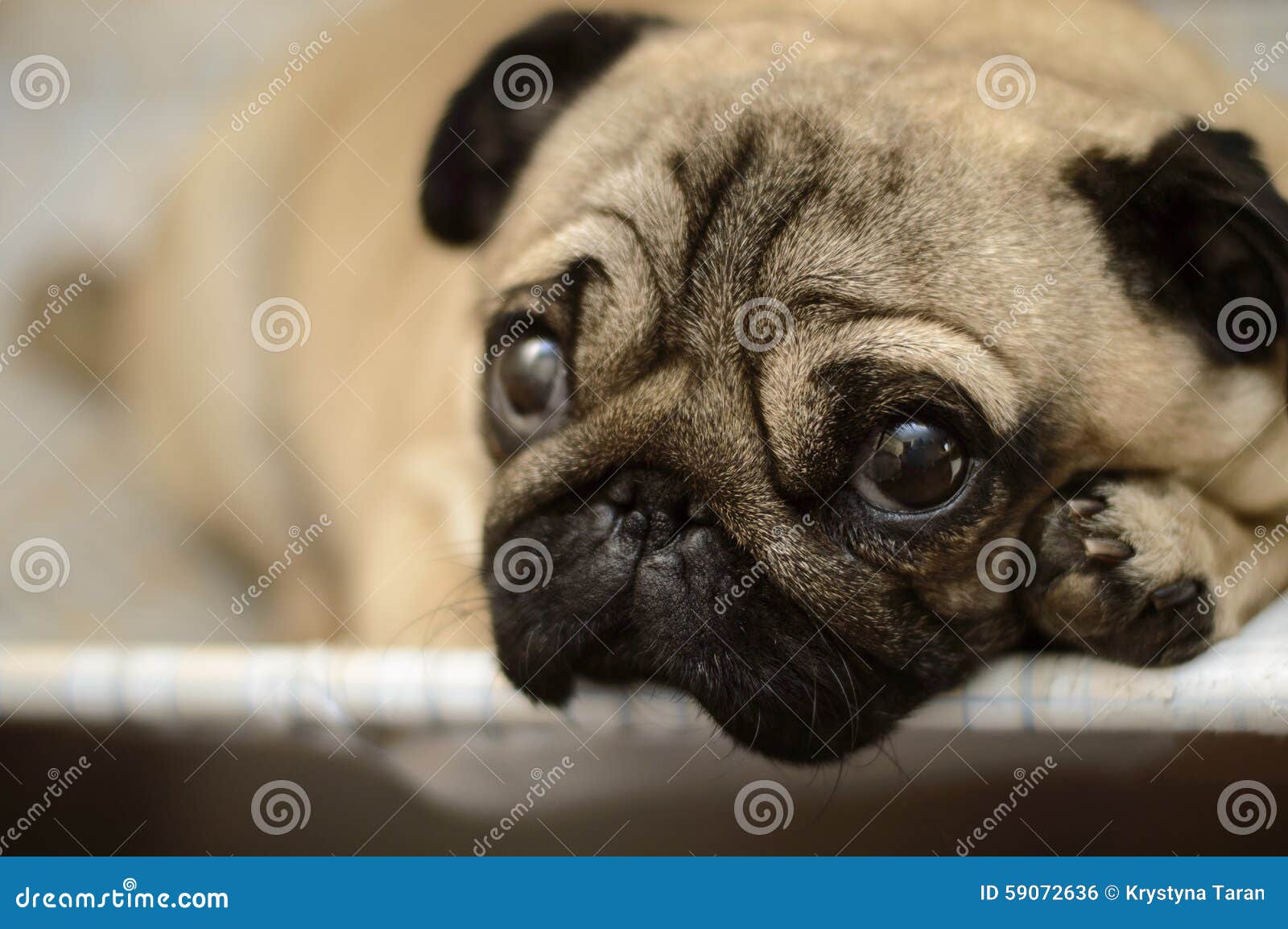 Sad Dog Pug Pet Stock Photography | CartoonDealer.com #59072636