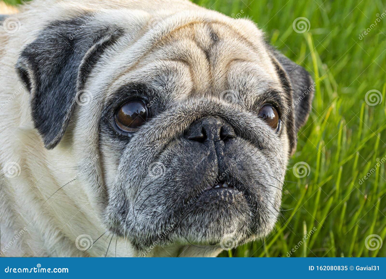 Sad Dog Pug. Pug with a Surprised Look Stock Image - Image of isolated ...