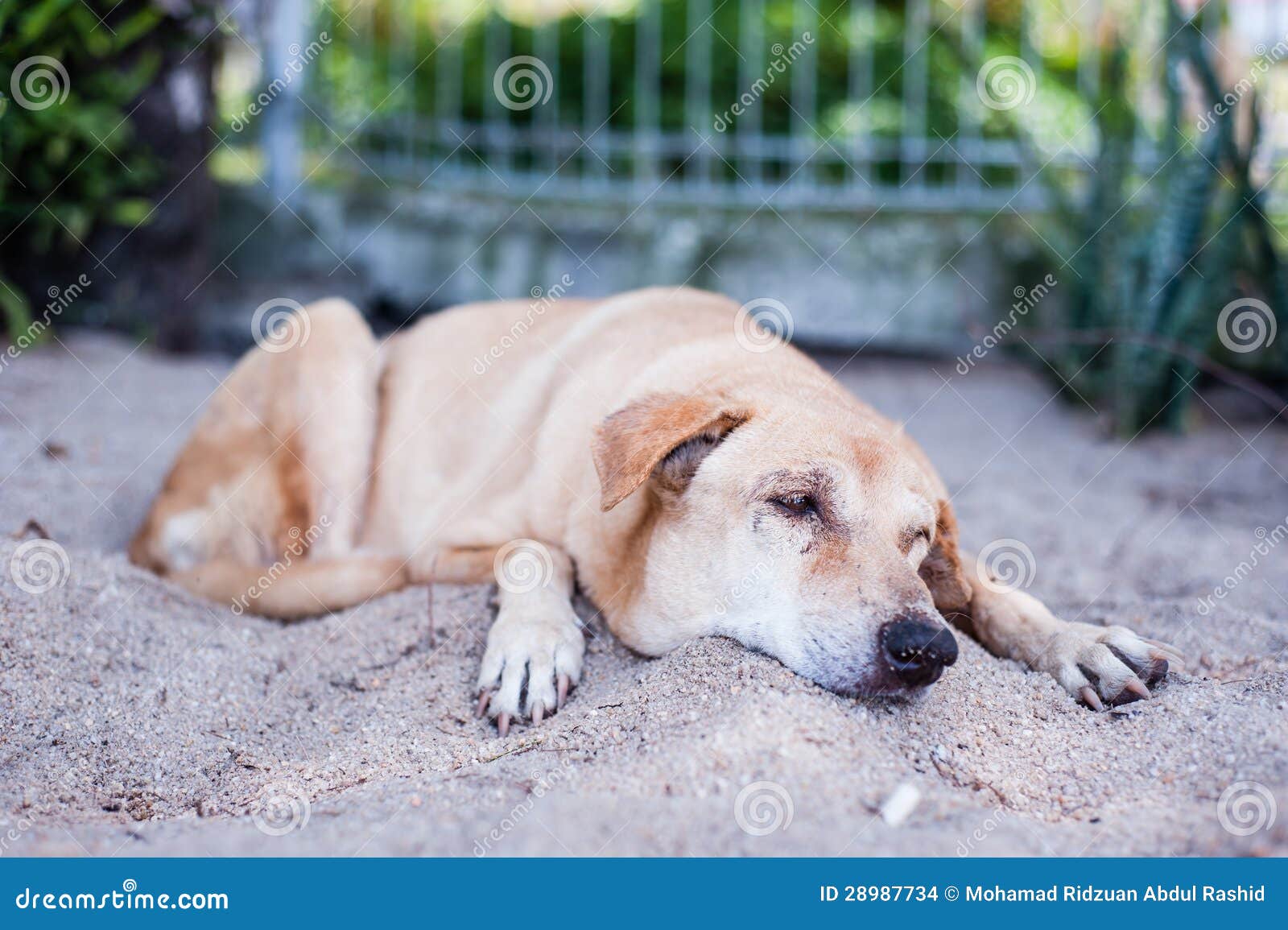 Sad dog resting on sand stock photo. Image of pets, brown - 28987734
