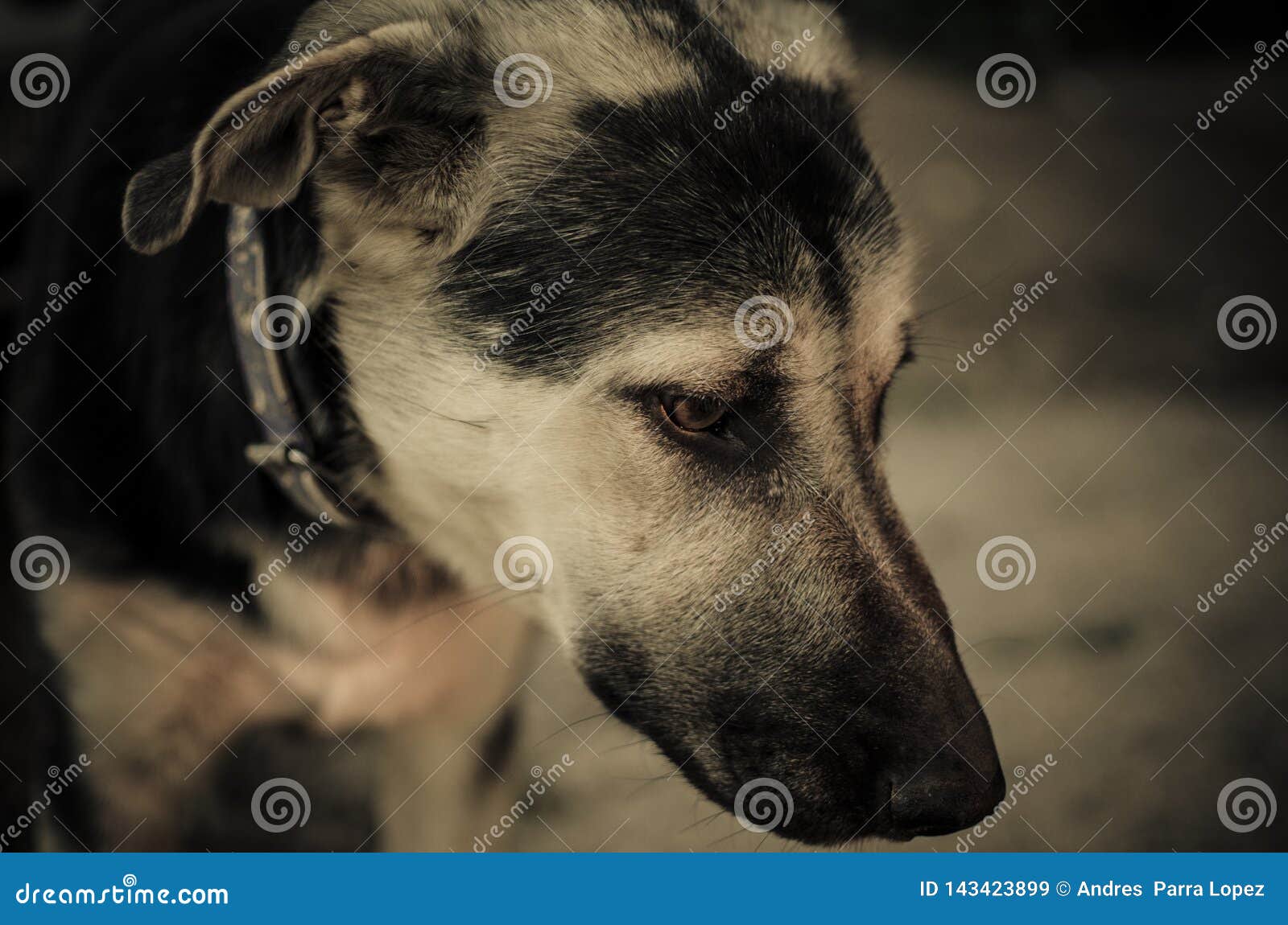Sad dog stock image. Image of animal, saddog, animals - 143423899