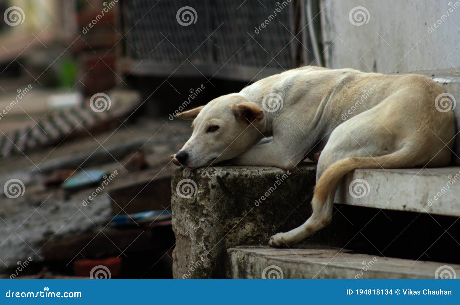 A Sad Dog at the Side of Street Stock Photo - Image of colony, canine ...