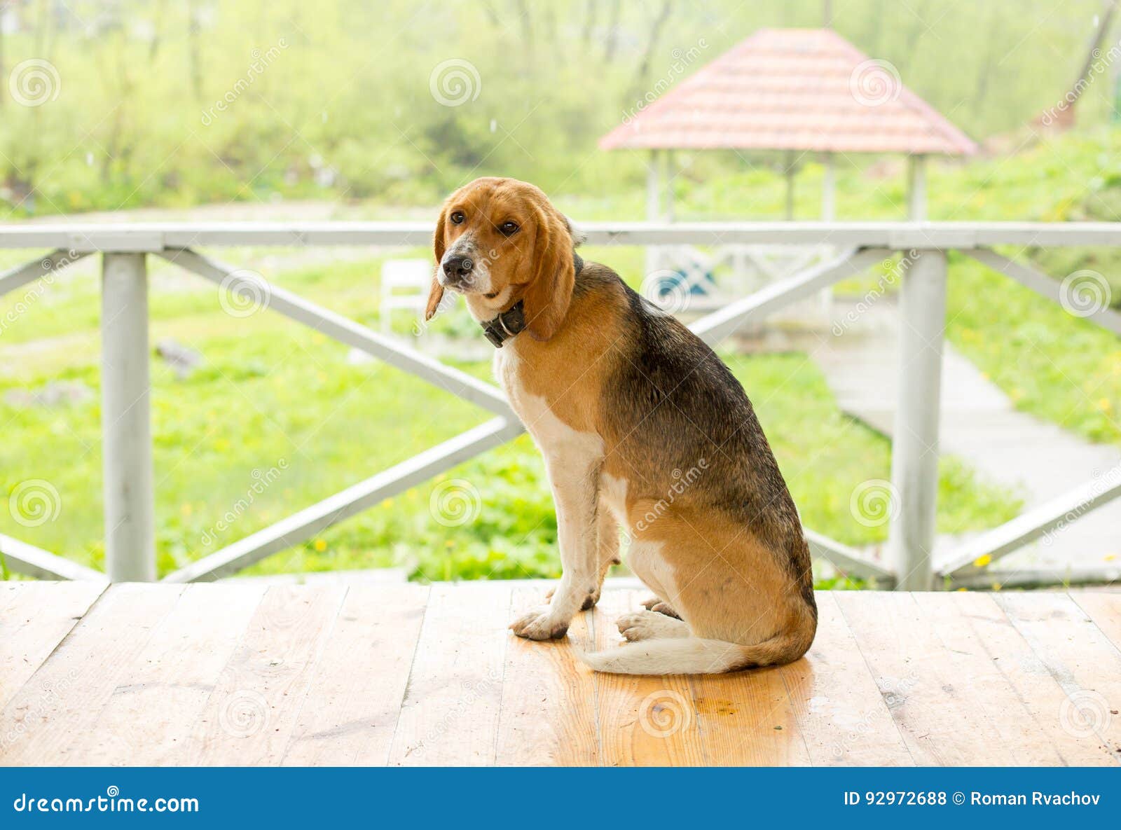 Sad Dog Sitting Alone on the Floor. Stock Photo - Image of background ...
