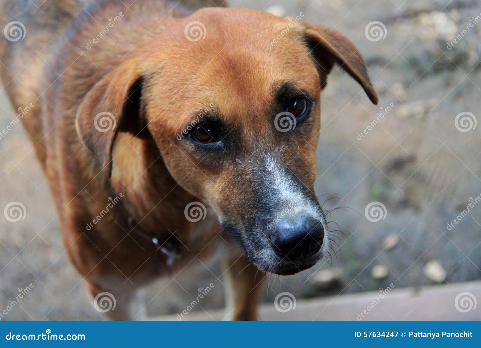 Sad dog staring stock image. Image of looking, brown - 57634247