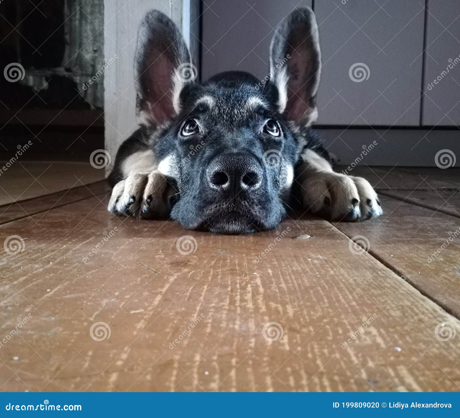 Sad dog. Waiting. stock photo. Image of pets, wait, animal - 199809020