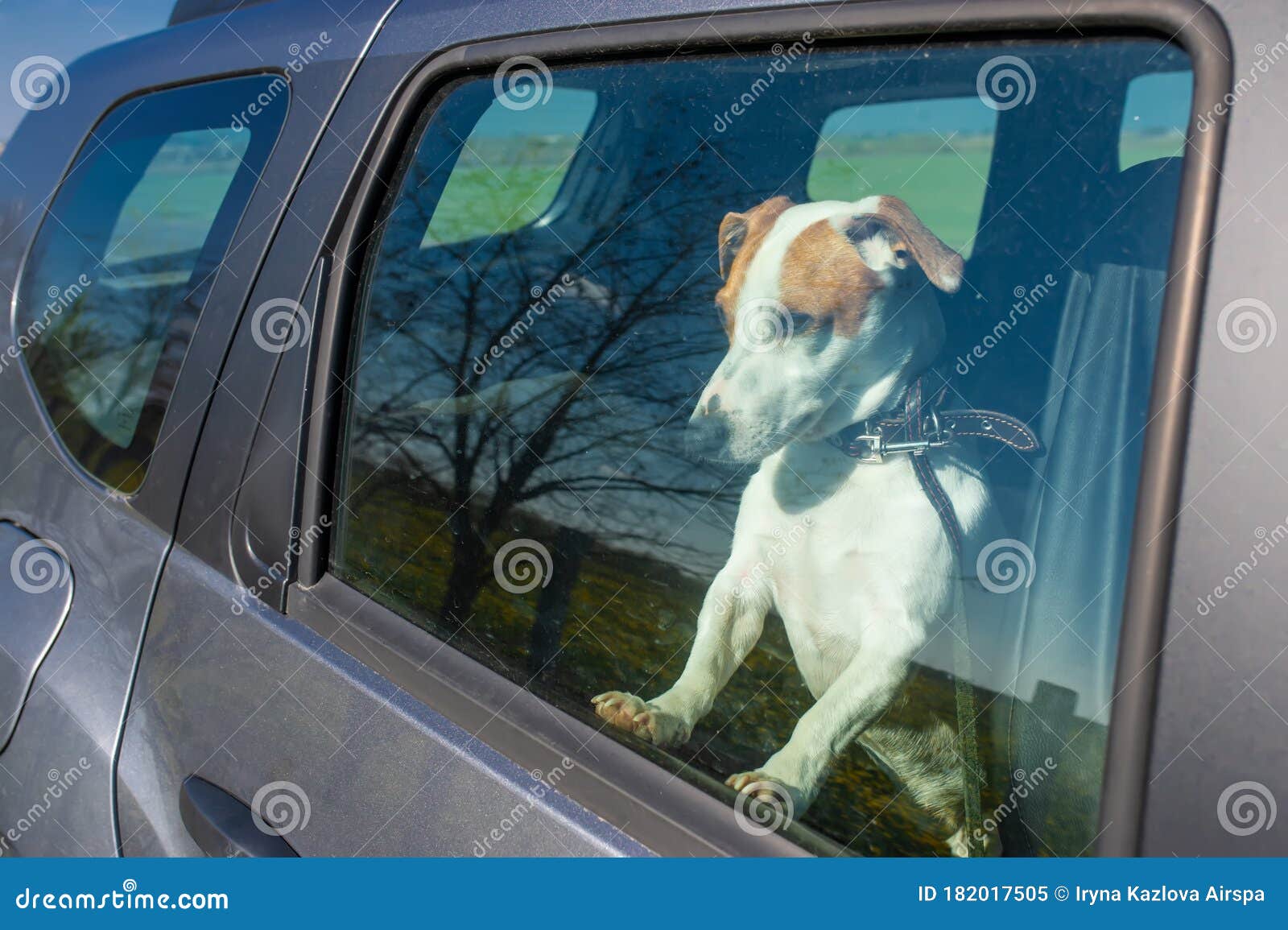 915 Dog Waiting Car Photos - Free & Royalty-Free Stock Photos from ... 915 Dog Waiting Car Photos - Free & Royalty-Free Stock Photos from ...