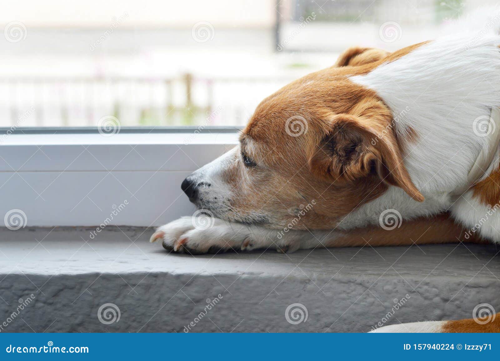 Dog waiting at the window stock photo. Image of cute - 157940224