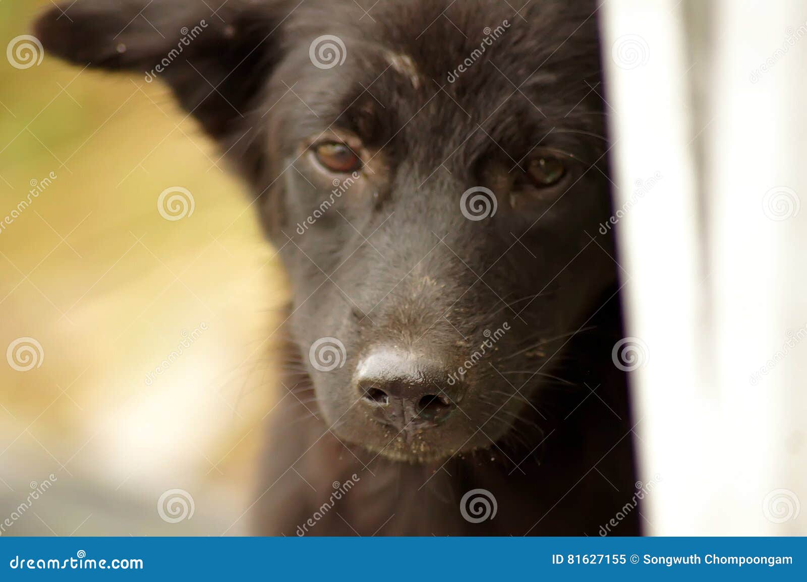 SAD DOG WALKING in the Forest Woods Stock Image - Image of baby, eyes ...