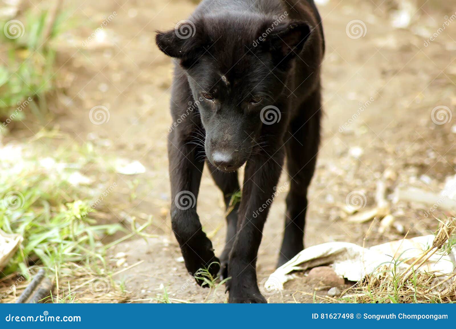 SAD DOG WALKING in the Forest Woods Stock Photo - Image of baby, green ...