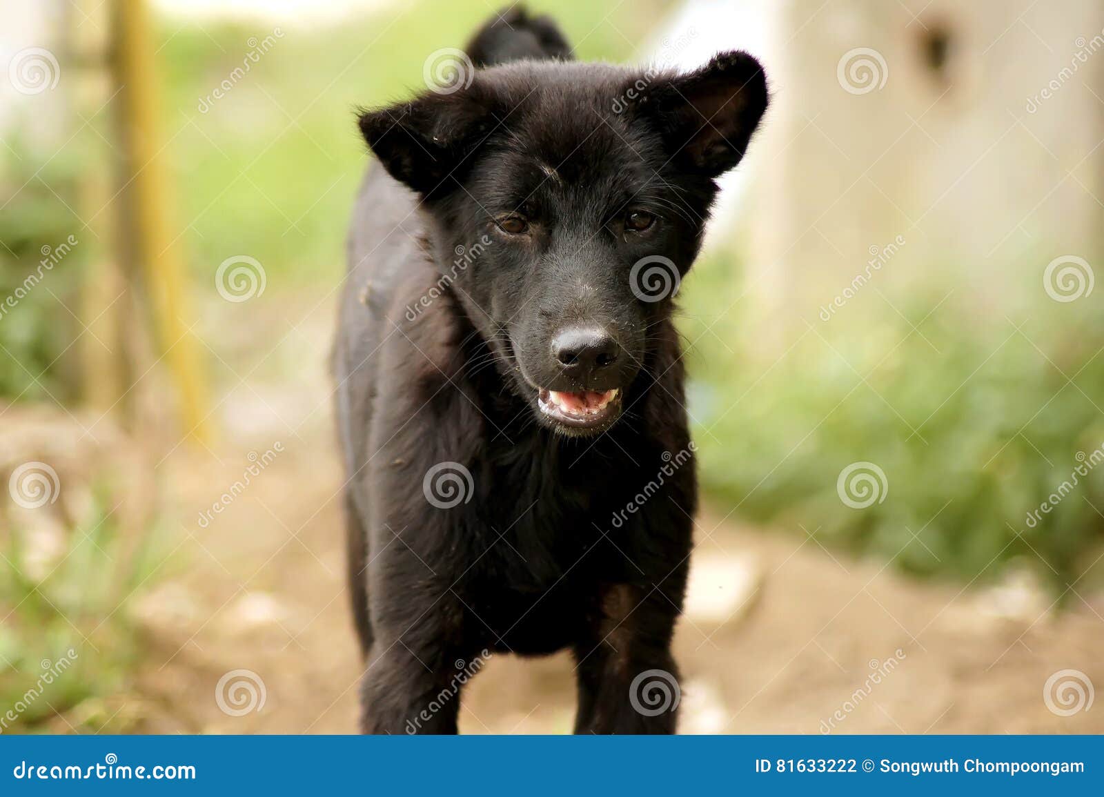 SAD DOG WALKING in the Forest Woods Stock Photo - Image of grass ...