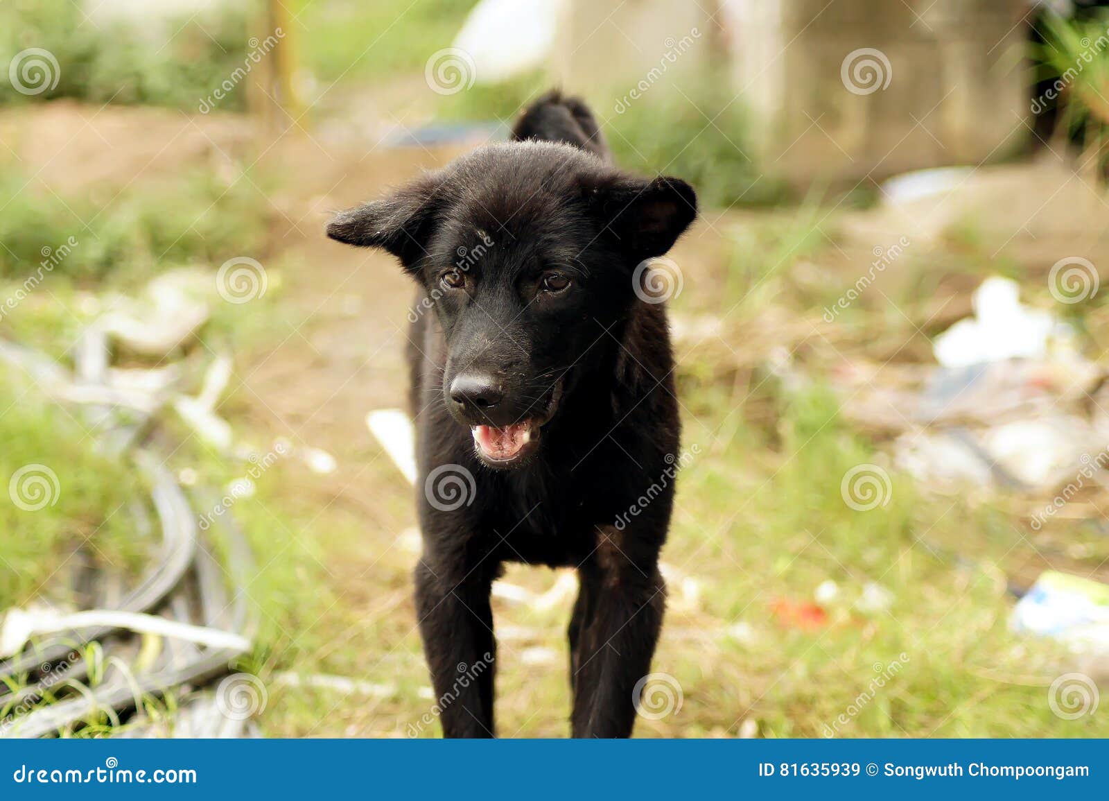 SAD DOG WALKING in the Forest Woods Stock Image - Image of ocean, coral ...