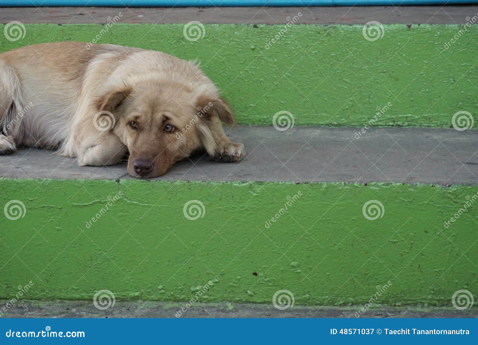 Sad Dog Walking Way Stock Photos - Download 19 Images