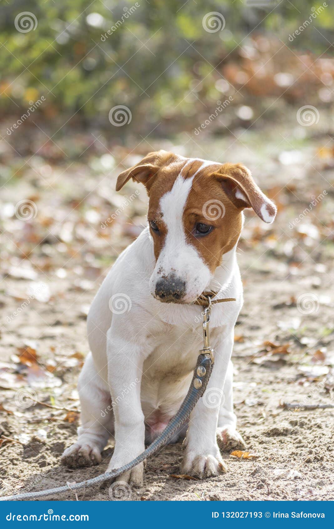 Sad Doggy Jack Russell Terrier Sits on the Ground Stock Image - Image ...