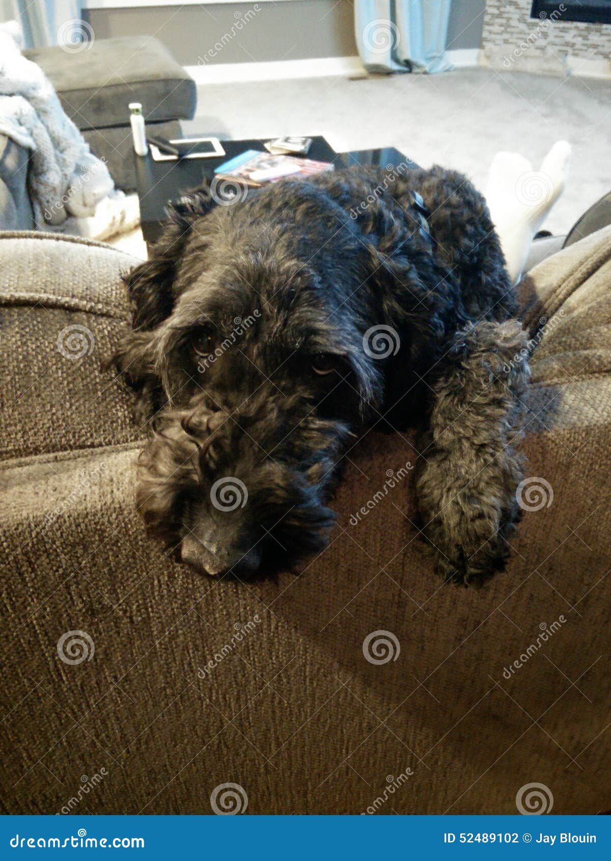 Sad Doggy stock photo. Image of lonely, lazy, doggy - 52489102