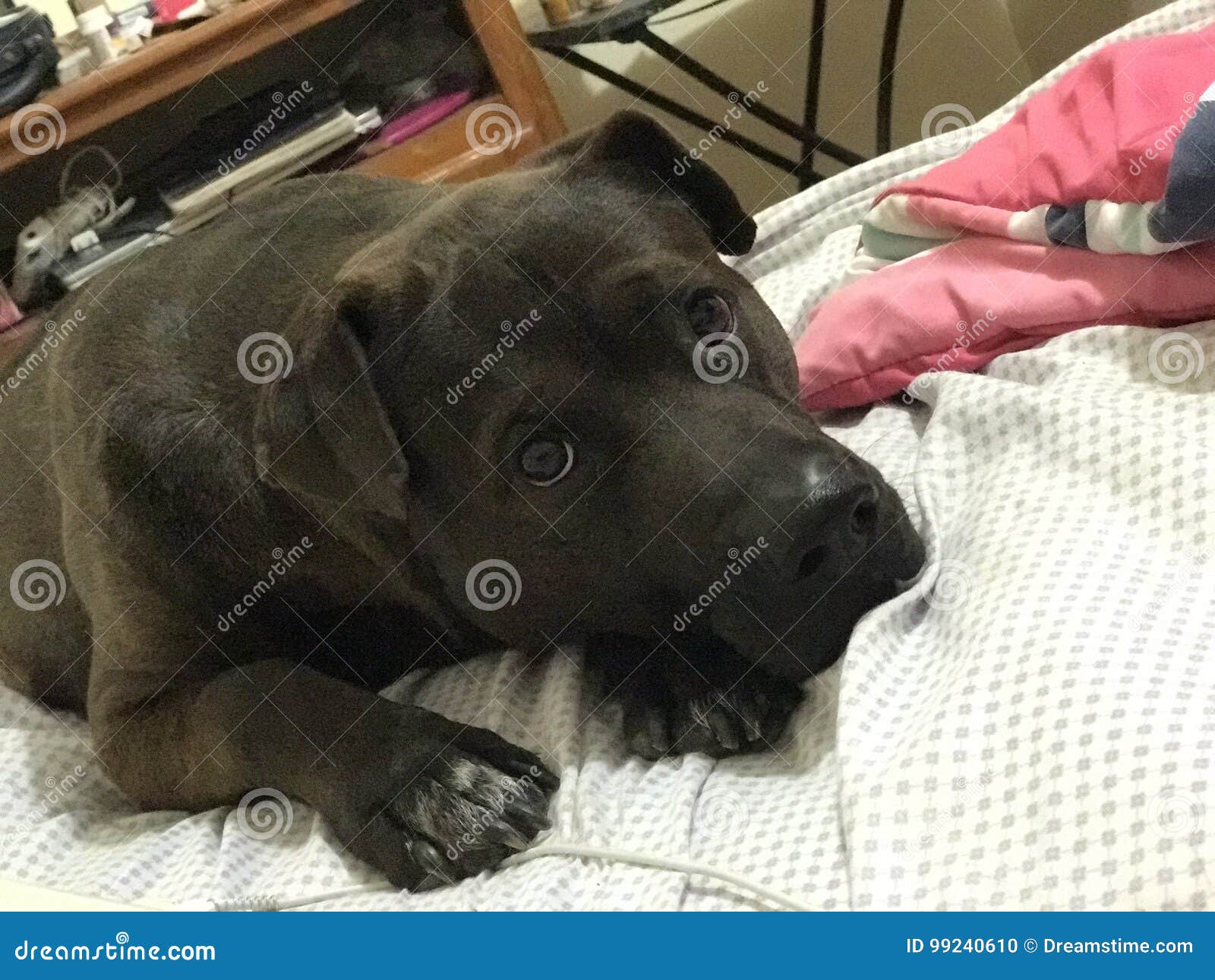 Sad dog stock photo. Image of serious, doggy, black - 99240610