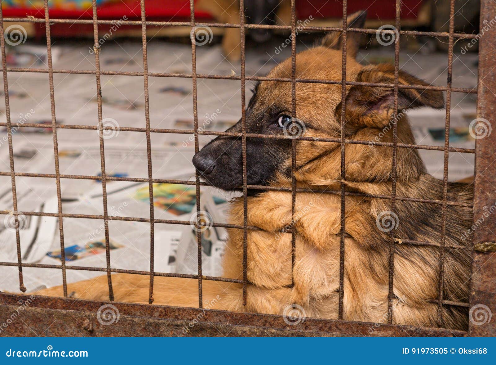 Sad Dogs in a Cage of a Shelter Stock Image - Image of sheltering, cute ...