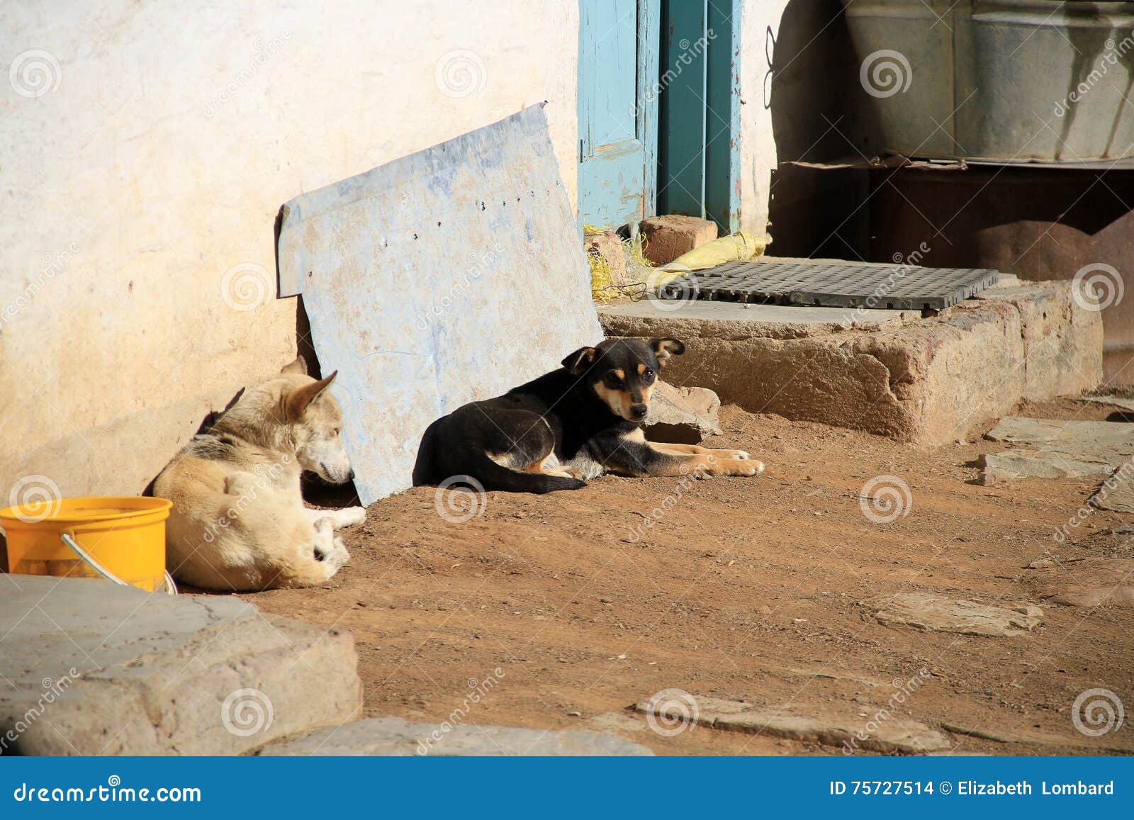 Sad dogs. stock photo. Image of animal, pets, poorliving - 75727514