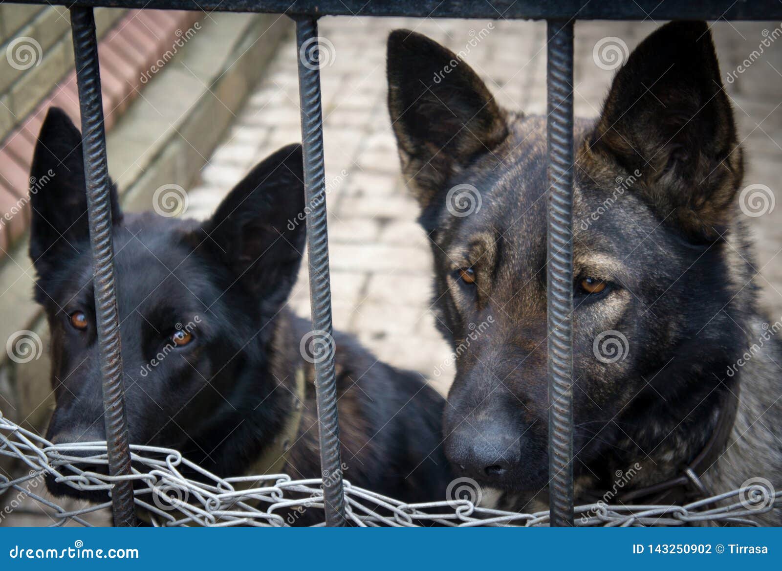 Sad Dogs are Sitting Behind Iron Gate Stock Photo - Image of captured ...