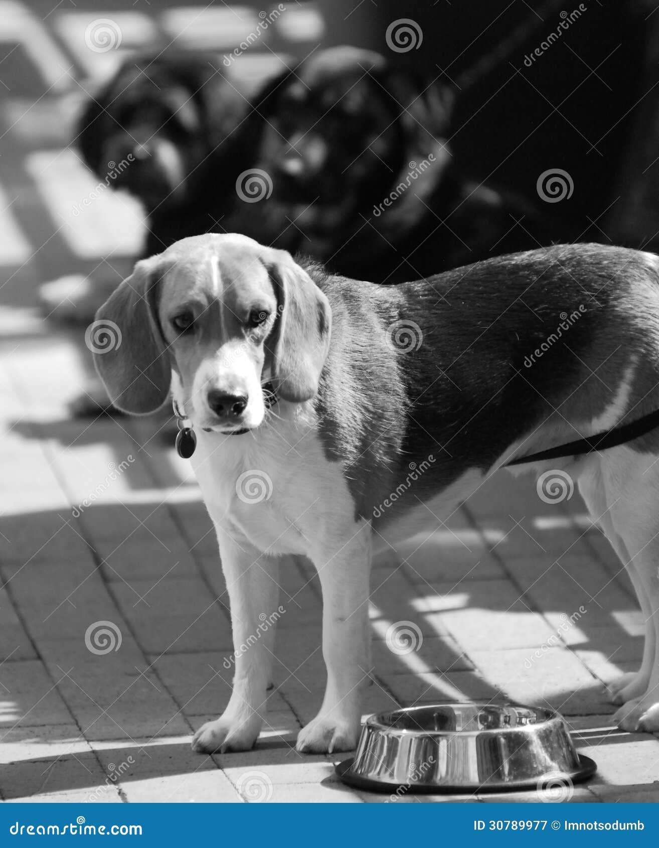 Sad dogs stock image. Image of adoption, lonesome, adopt - 30789977