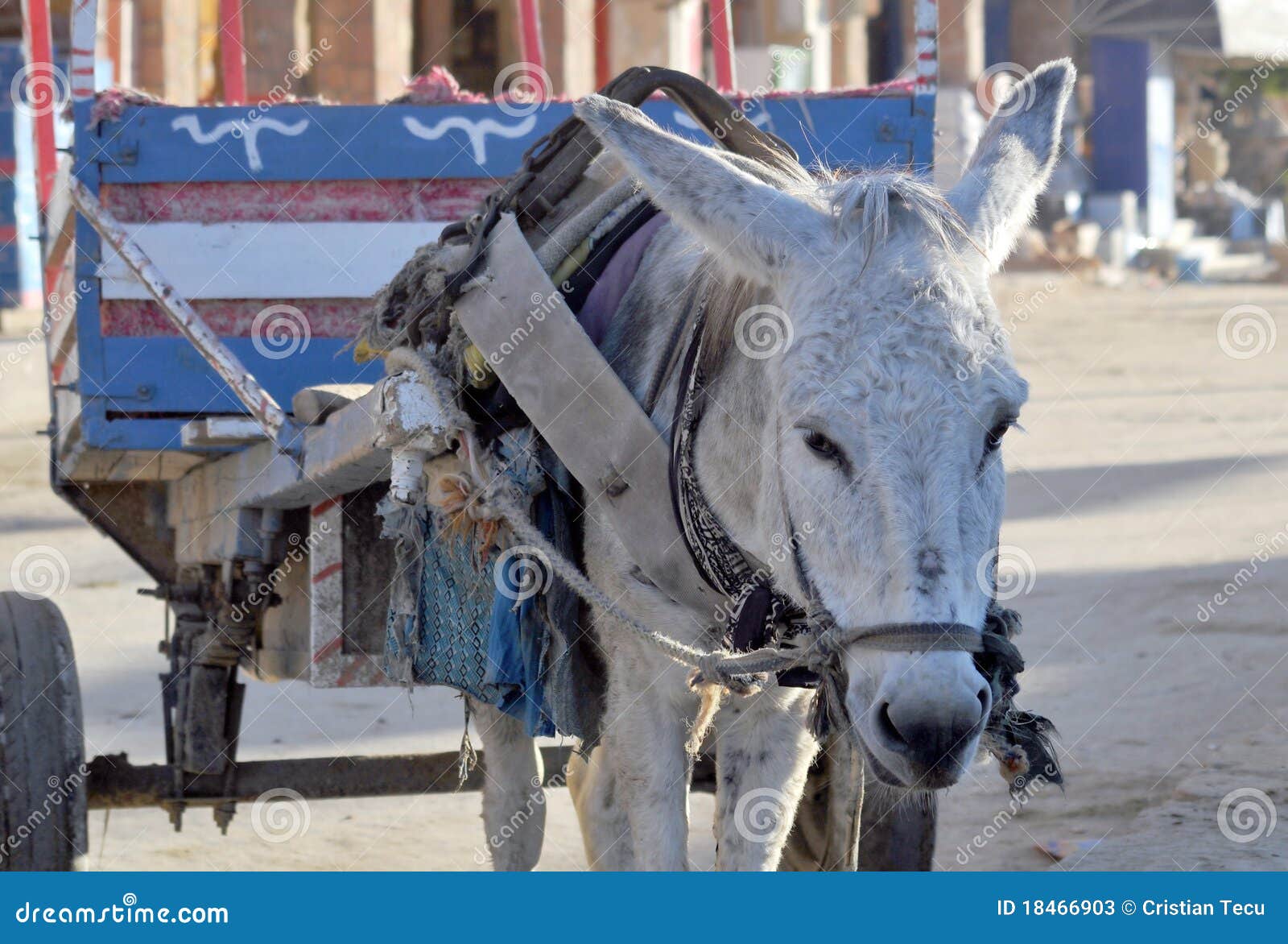 Donkey Pulling Cart Royalty-Free Stock Photography | CartoonDealer.com ...
